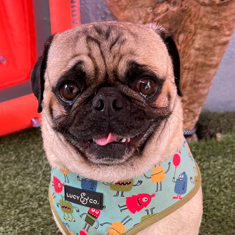 Dog for adoption - Chunky Monkey, a Pug Mix in San Jose, CA | Petfinder