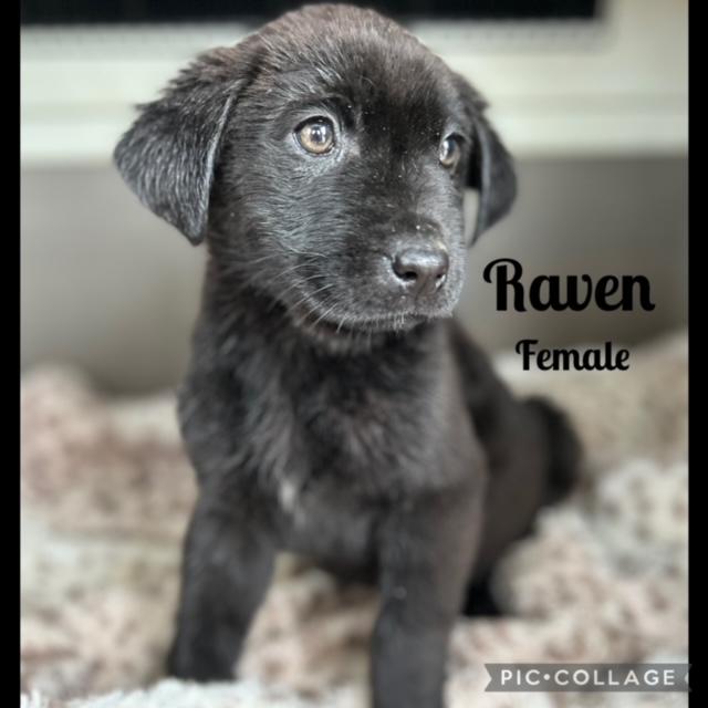 Dog for adoption - Raven, a Labrador Retriever in Manchester, CT ...