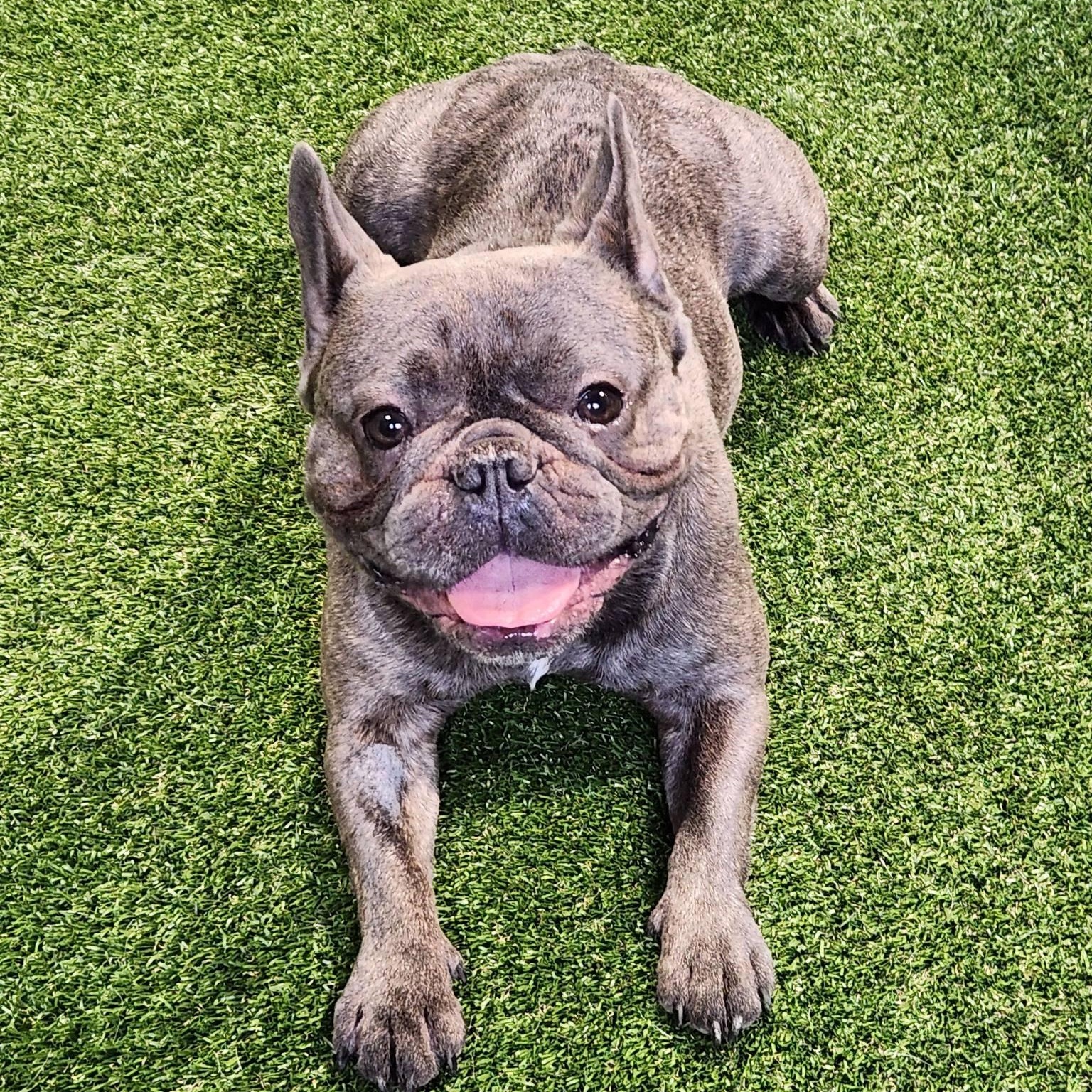 Dog for adoption - Bulldozer Bob, a French Bulldog in Racine, WI ...