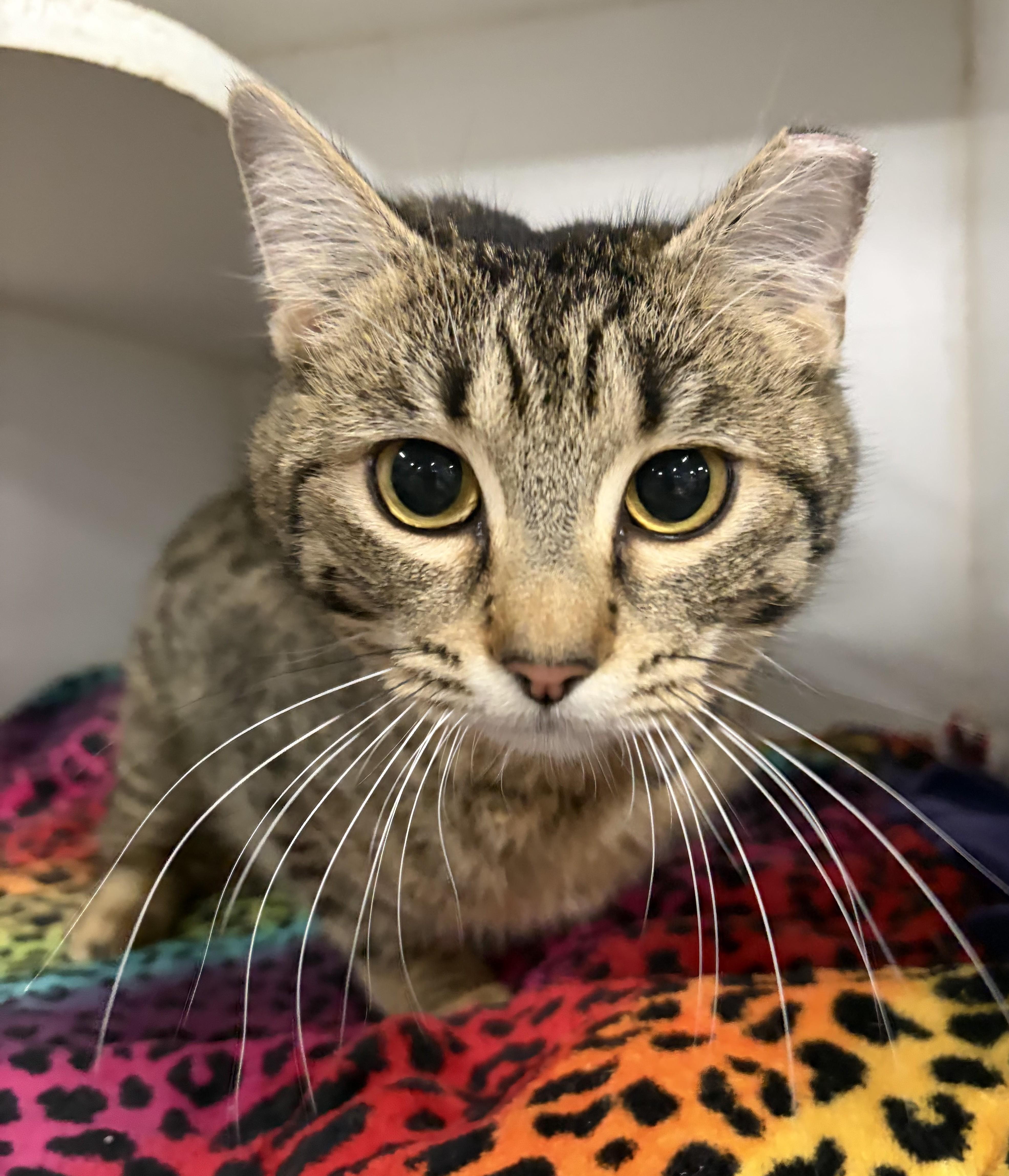 Leah - Adoptable Pet | Petfinder | Petfinder