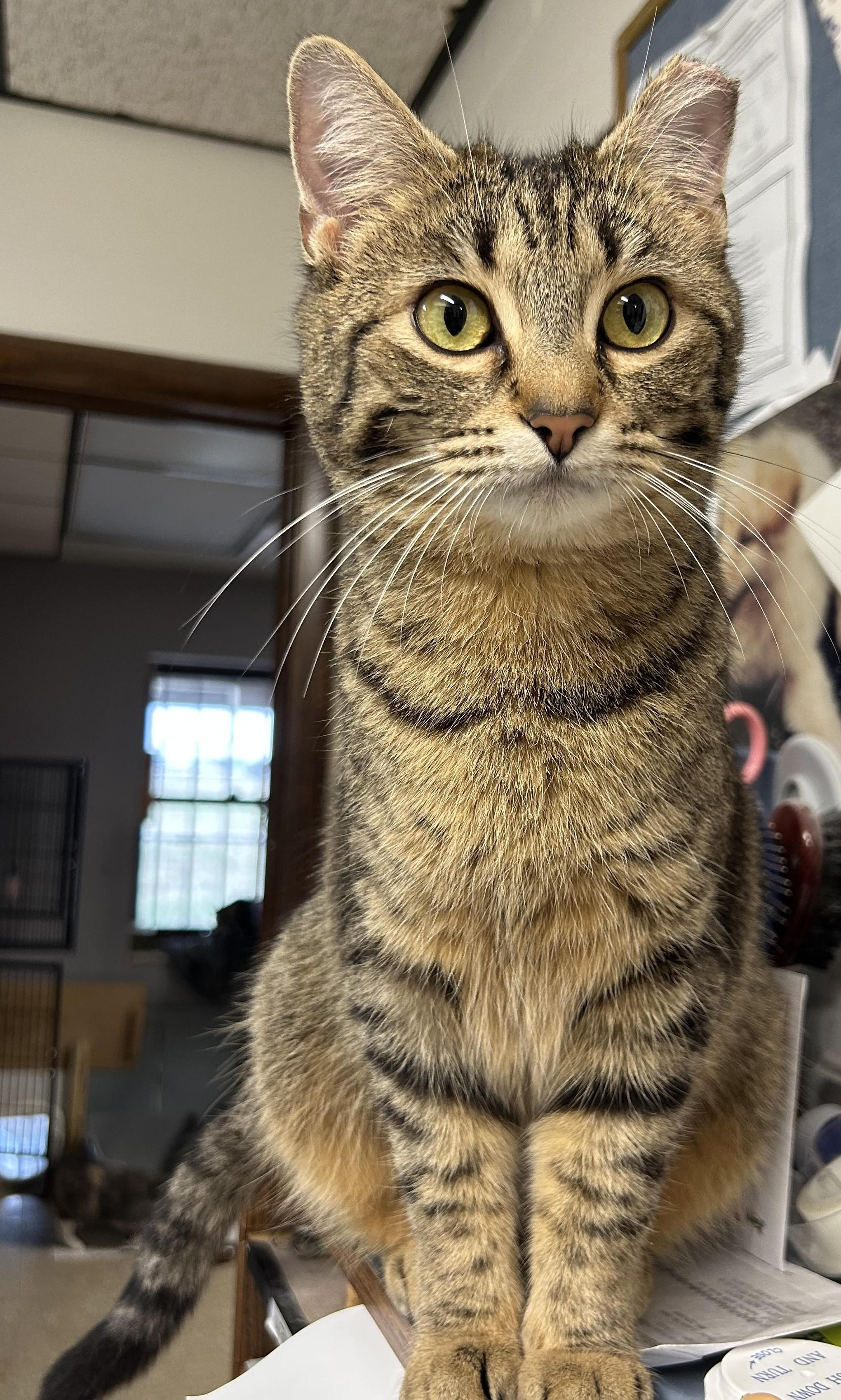 Leah - Adoptable Pet | Petfinder | Petfinder