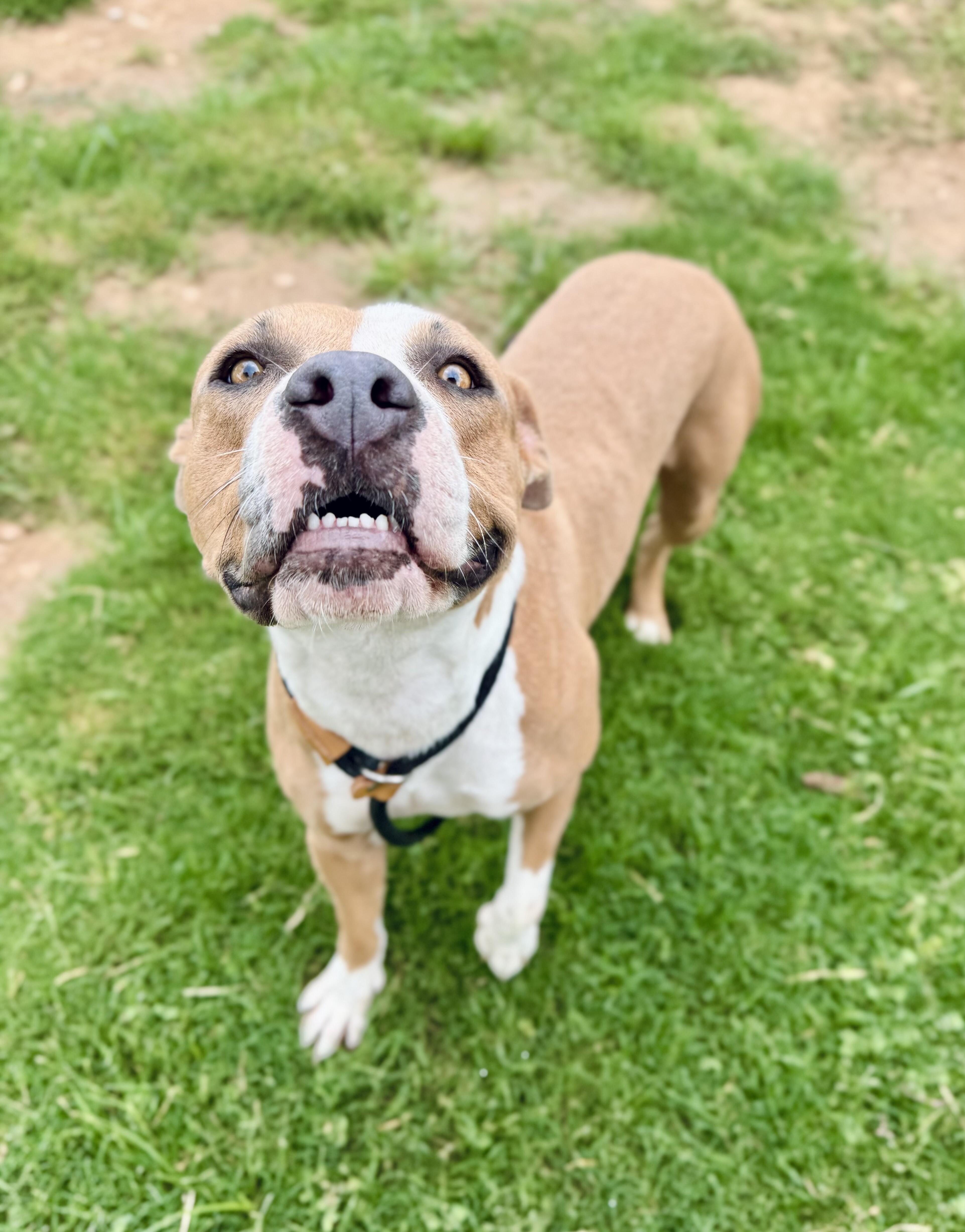 Dog for adoption - Kay Kisses believes every kiss begins with Kay, a ...