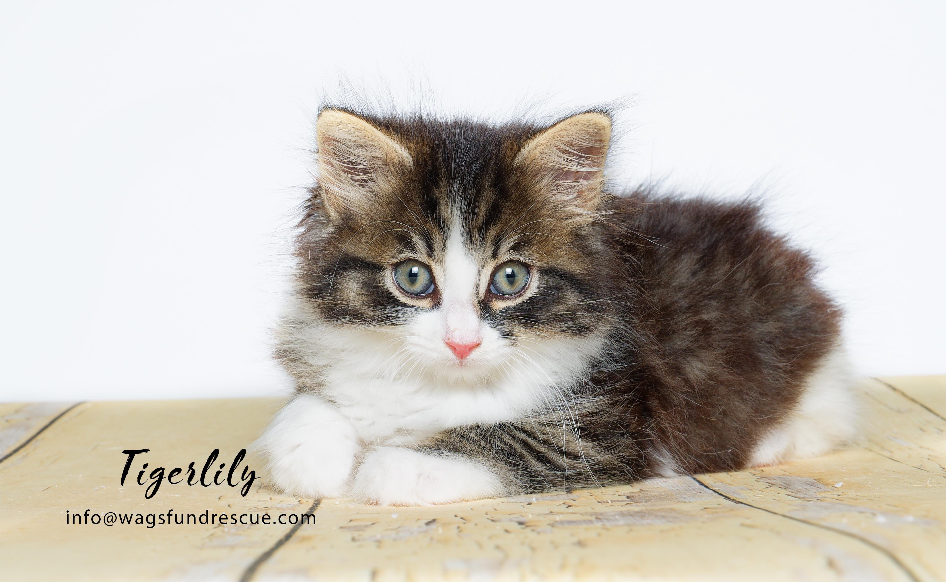 Cat for adoption - Tigerlily, a Domestic Long Hair in Houston, TX ...