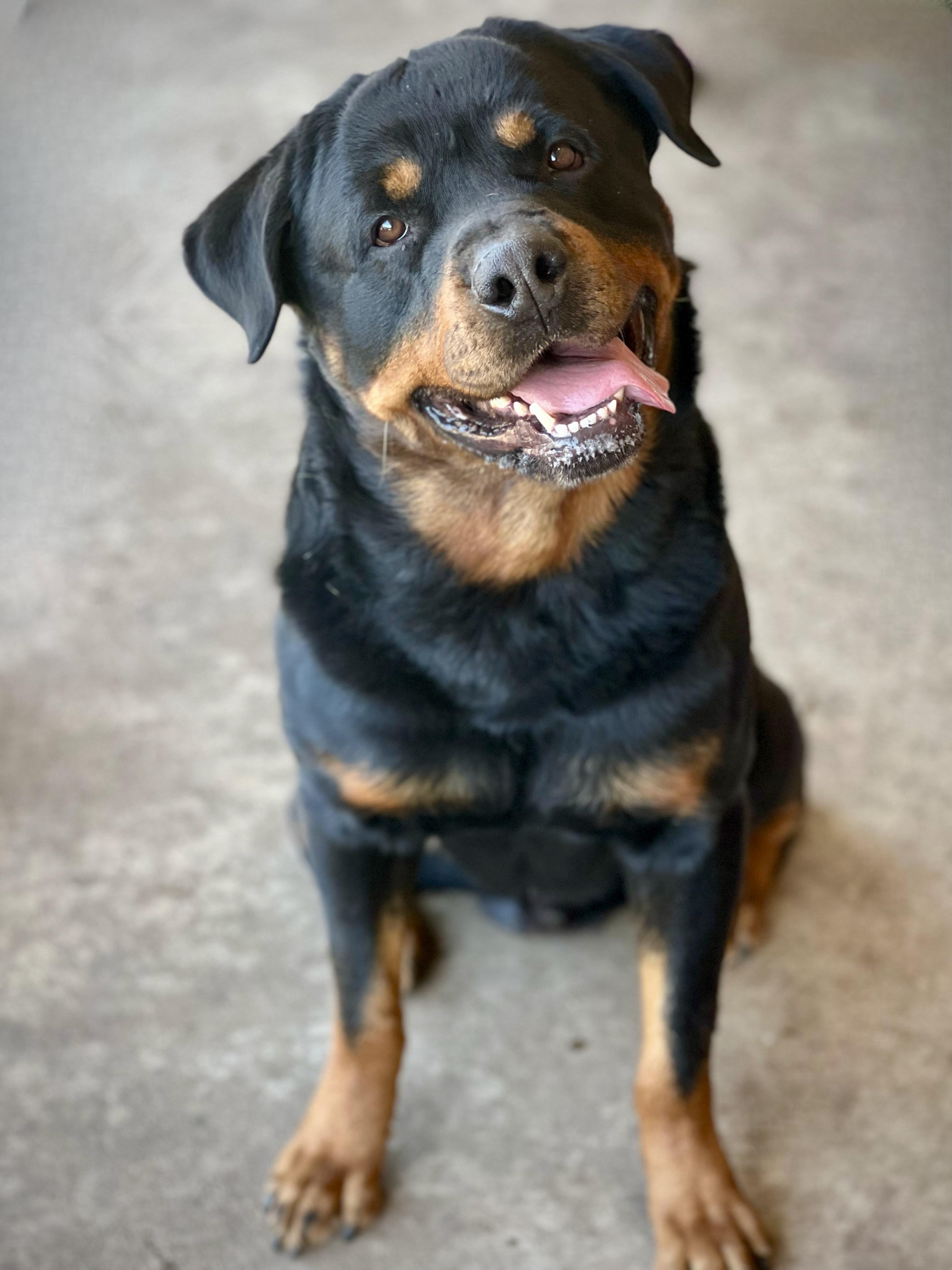 Dog for adoption - Roo, a Rottweiler in Colleyville, TX | Petfinder