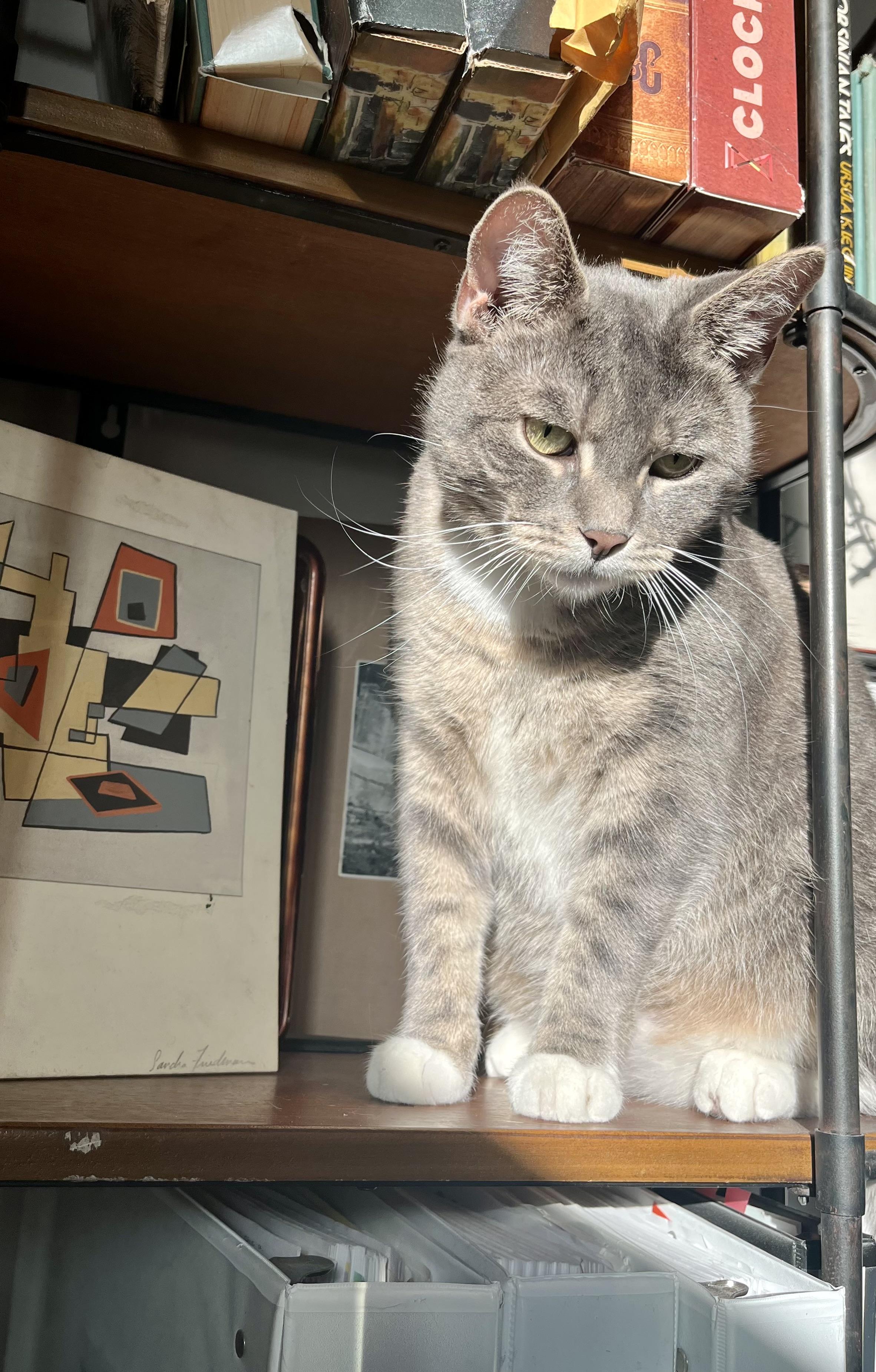 Cat Adoption in Bronx NY - Bronx Tails