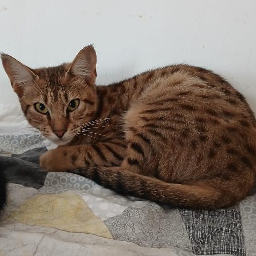 Cat for adoption - Sahara, a Savannah Mix in Warwick, RI | Petfinder