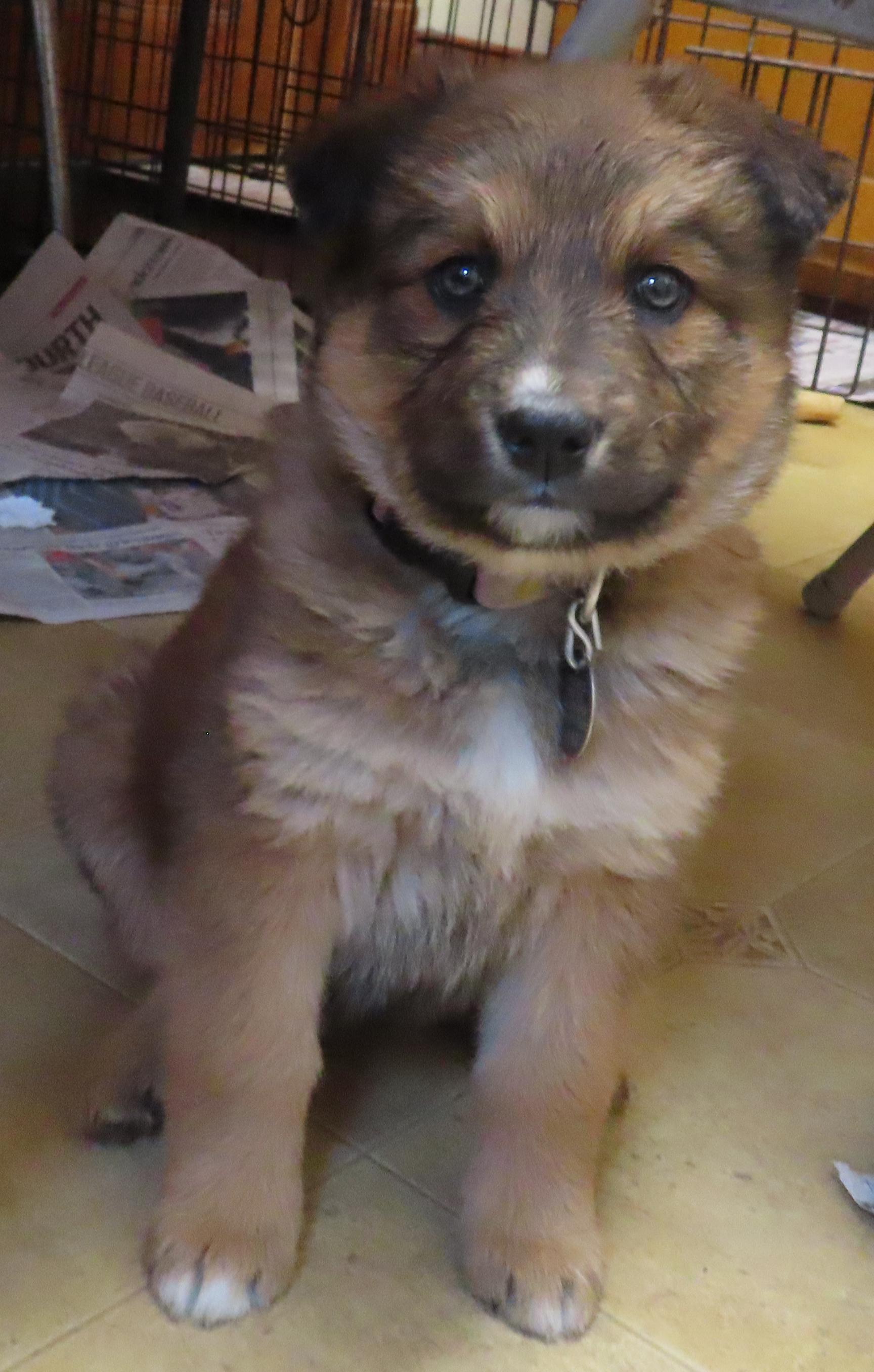 Dog for adoption - Betsy, a German Shepherd Dog & Husky Mix in Saint ...