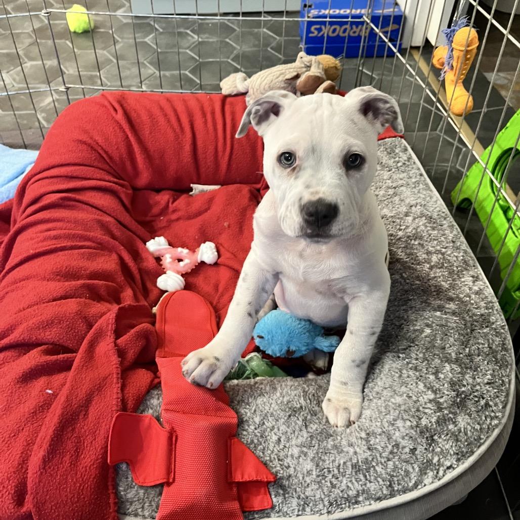 Dog for adoption - Val, a Boxer Mix in Orange, CT | Petfinder