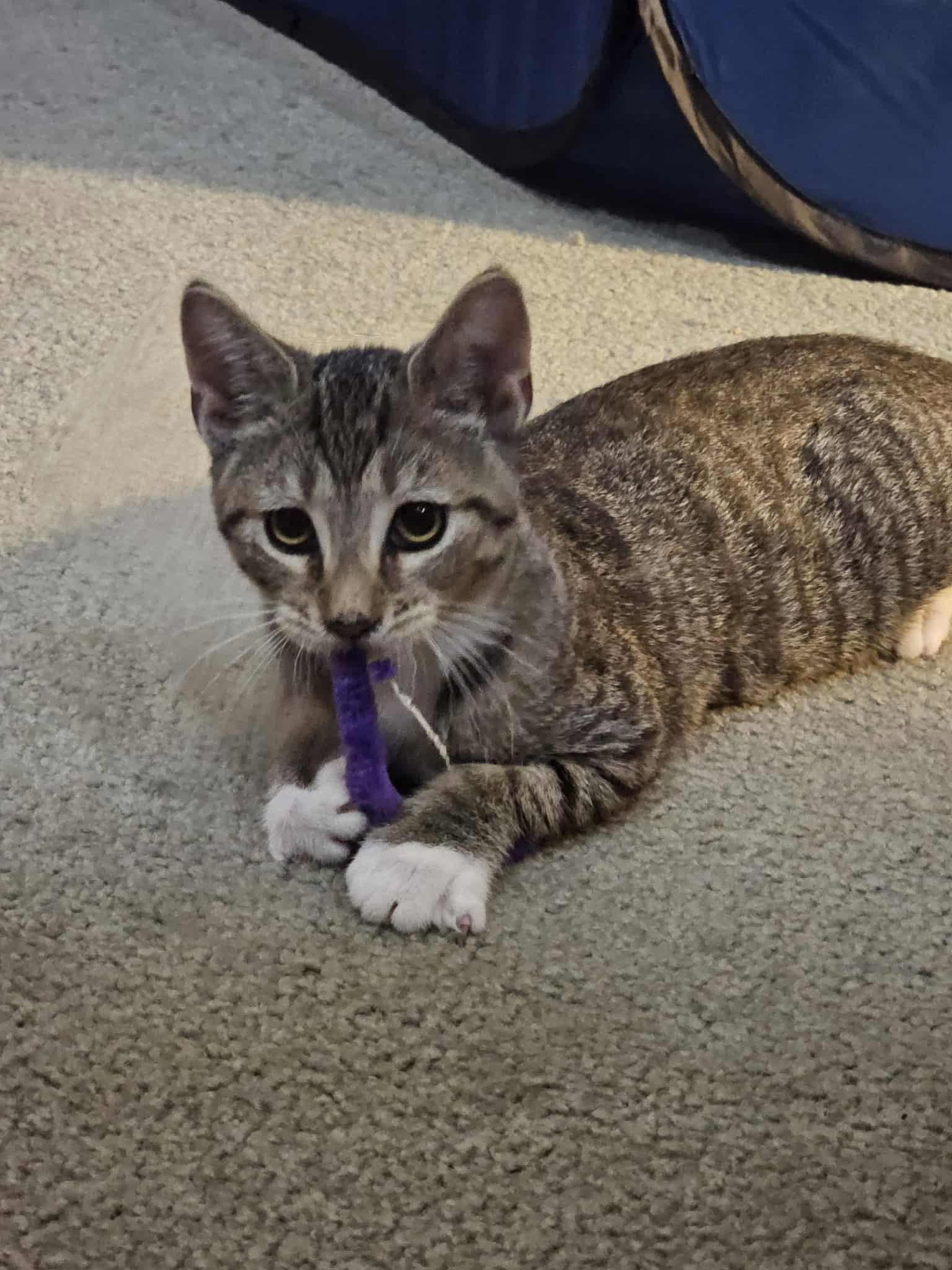 Cat for adoption - Jack, a Domestic Short Hair in Reading, PA | Petfinder