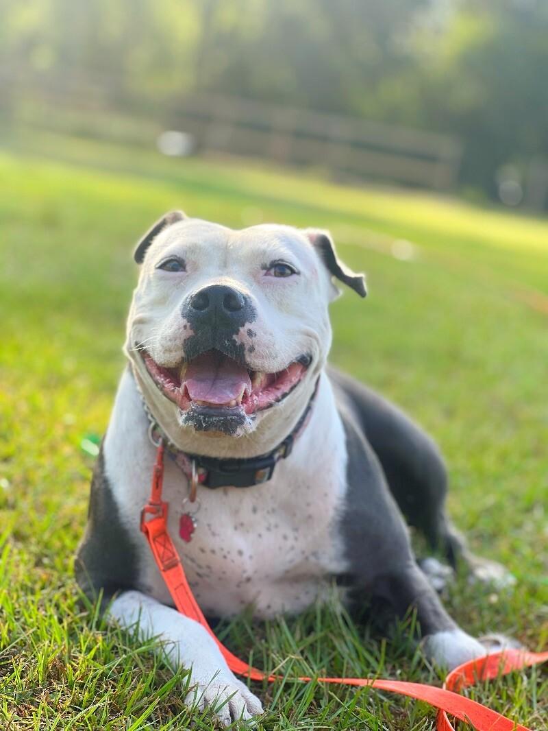 Dog for adoption - Tootsie Roll in the grass with me Family Dog, an ...