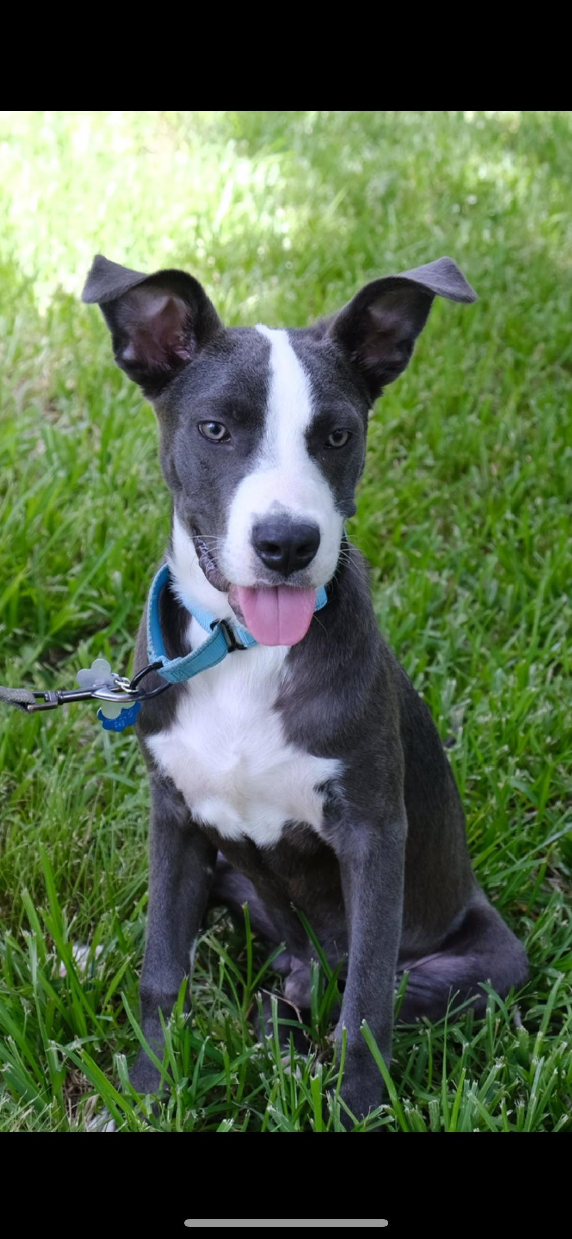 Dog for adoption - Henry, an American Staffordshire Terrier Mix in ...