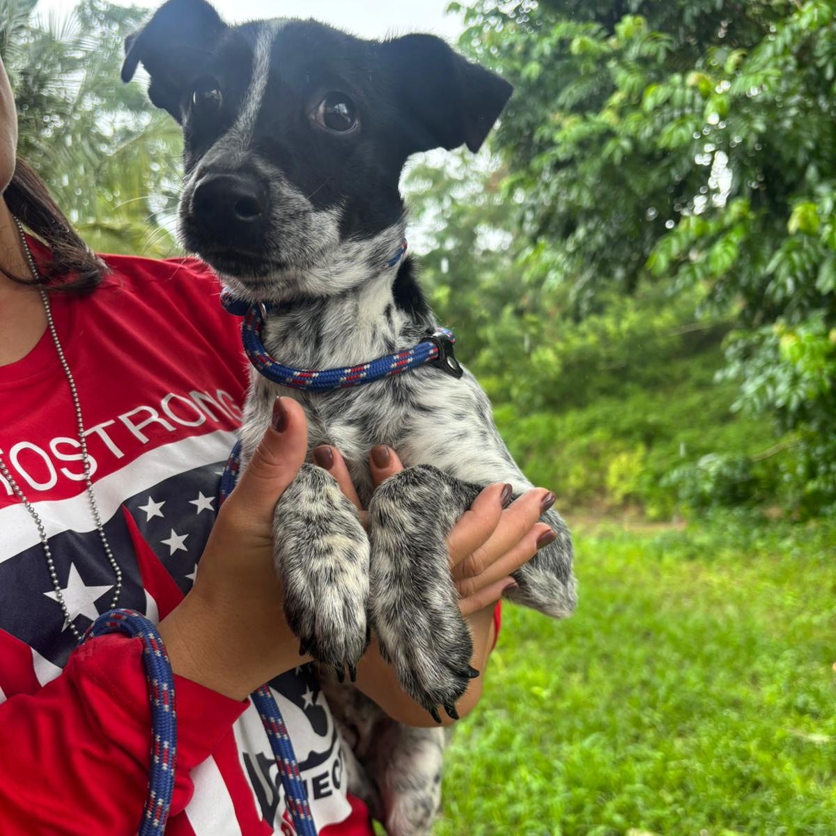 Dog for adoption - Lupita, a Mixed Breed in Norwalk, CT | Petfinder