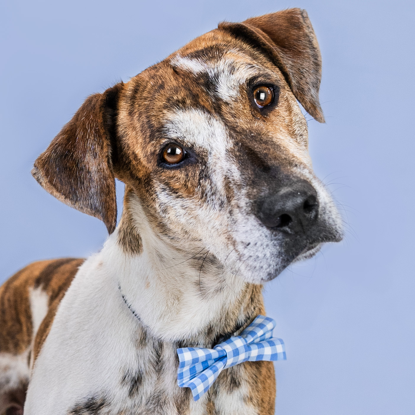 Meet our DOGGOS! - Imagine FURever Ranch