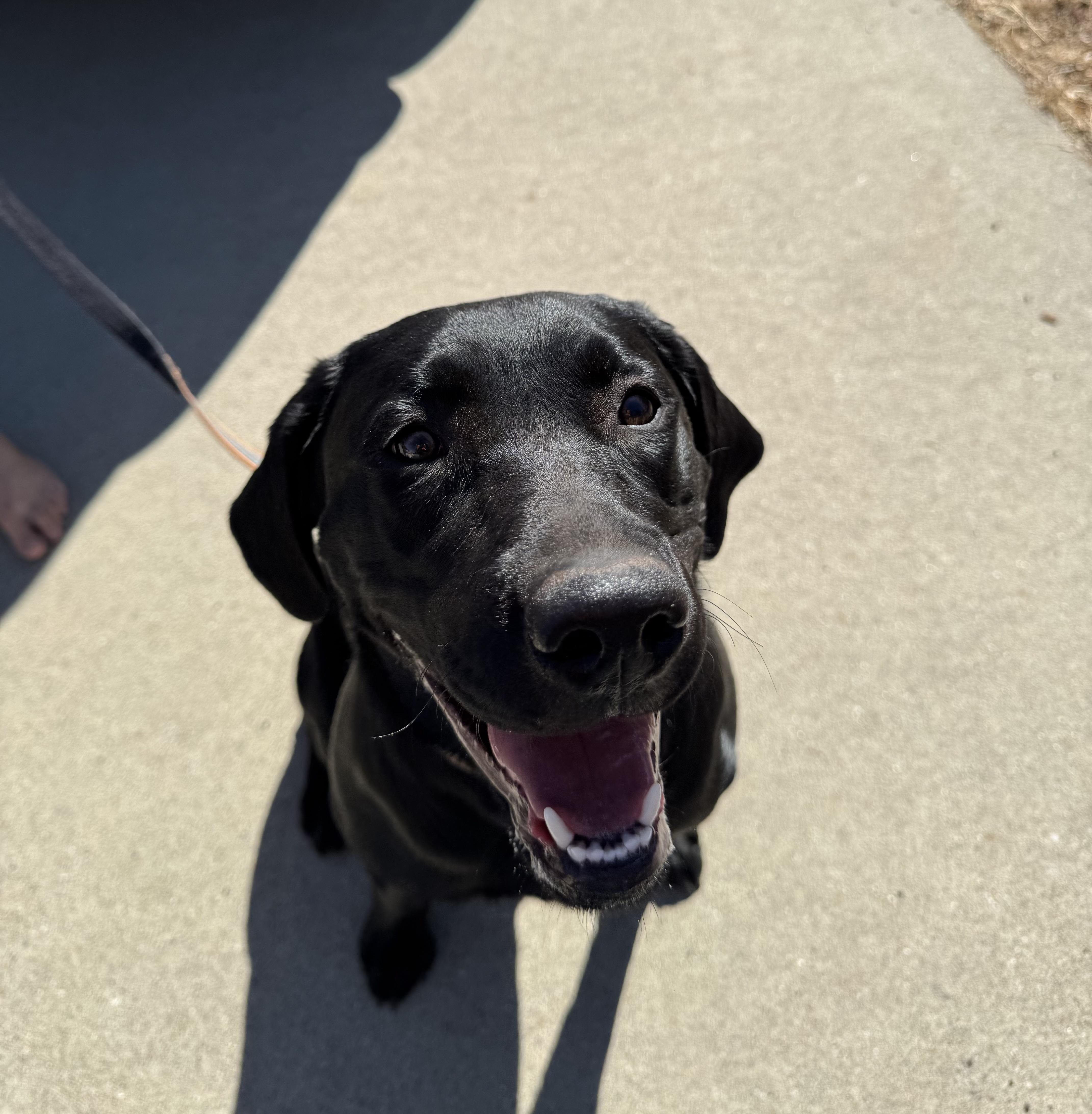 Dog for adoption - Nala, a Labrador Retriever in San Francisco, CA ...