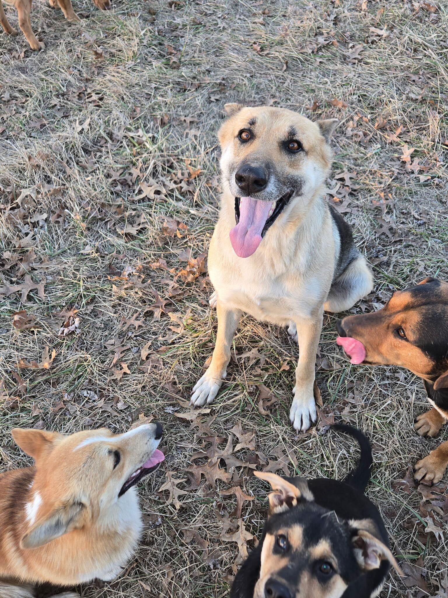 Dog for adoption - Mama Dill, a German Shepherd Dog in Clarksburg, MO ...