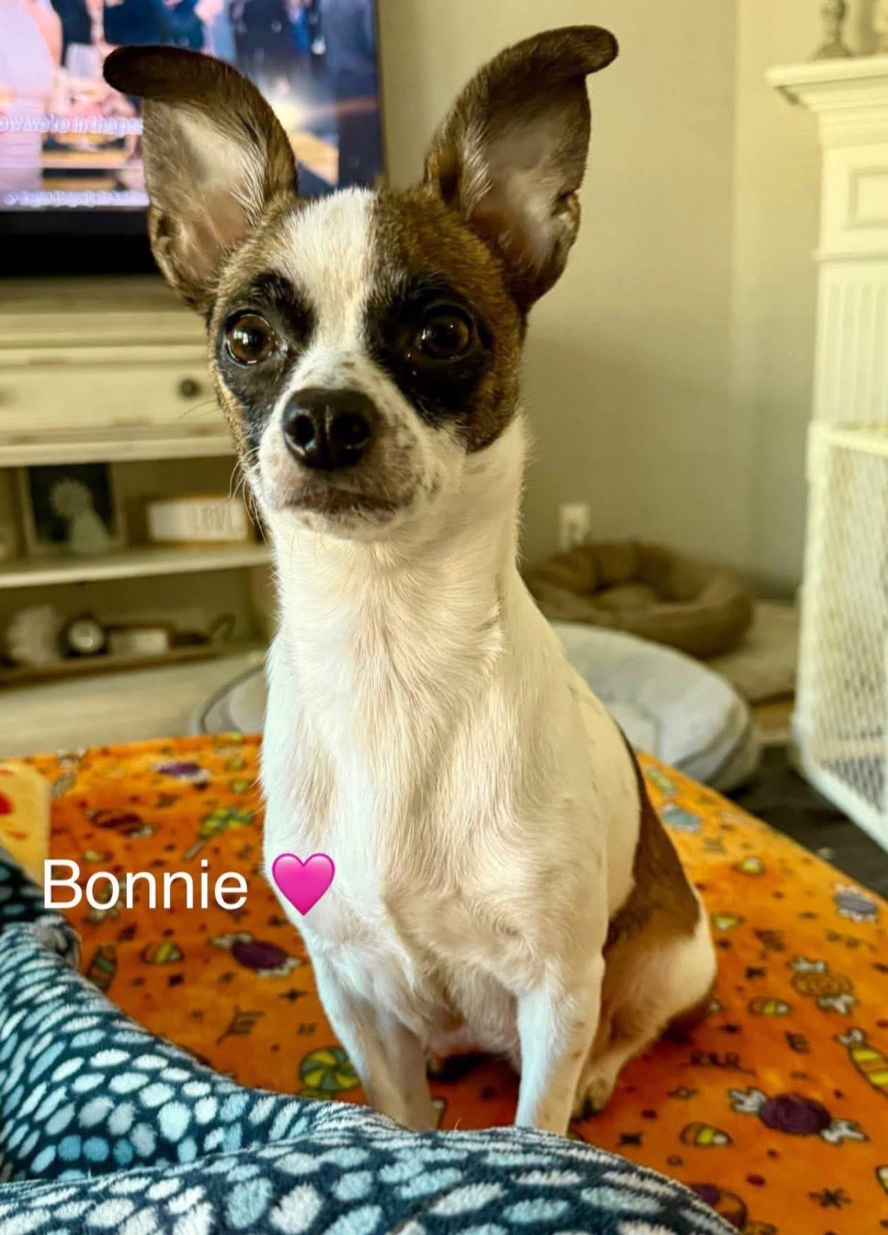 Dog for adoption - Bonnie, a Chihuahua Mix in Rockwall, TX | Petfinder