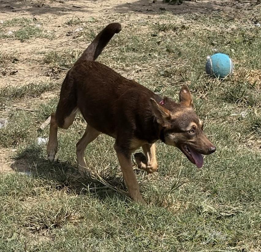Dog for adoption - Cassia, a Husky & Chihuahua Mix in Fairfax, VA ...