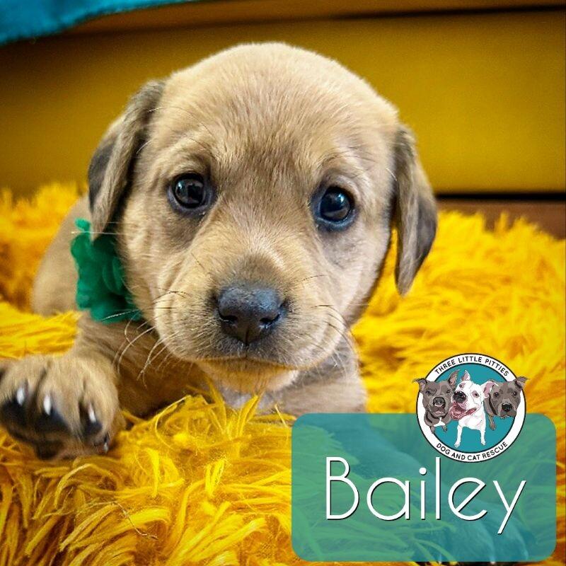 Dog for adoption - Bailey Country Road, a Labrador Retriever & Pit Bull ...