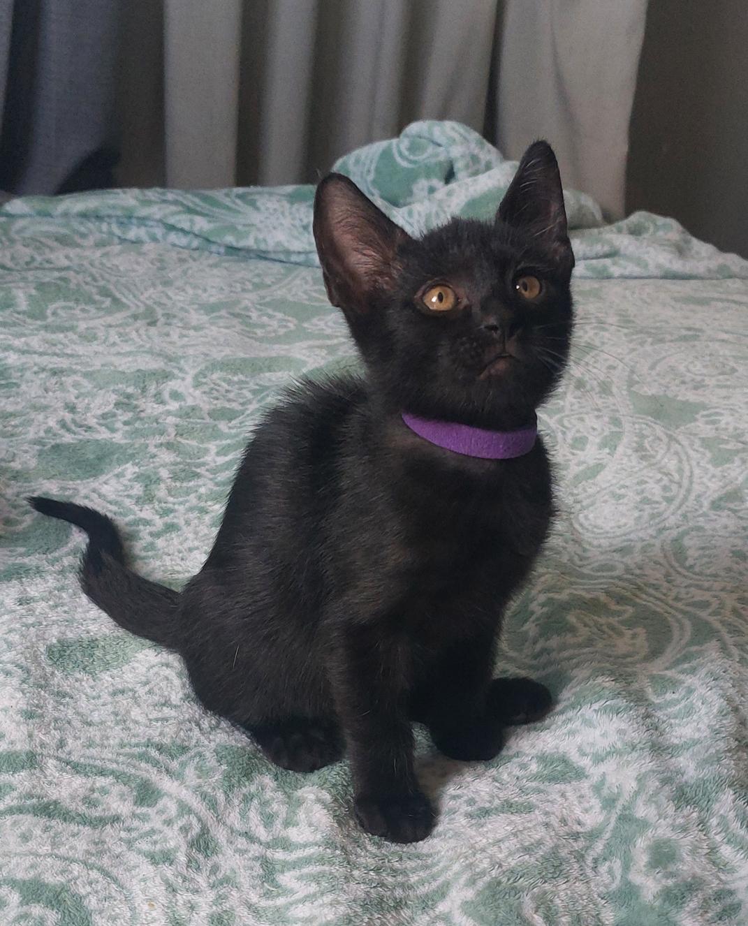 Cat for adoption - Playful Penelope, a Bombay in Bangor , ME | Petfinder