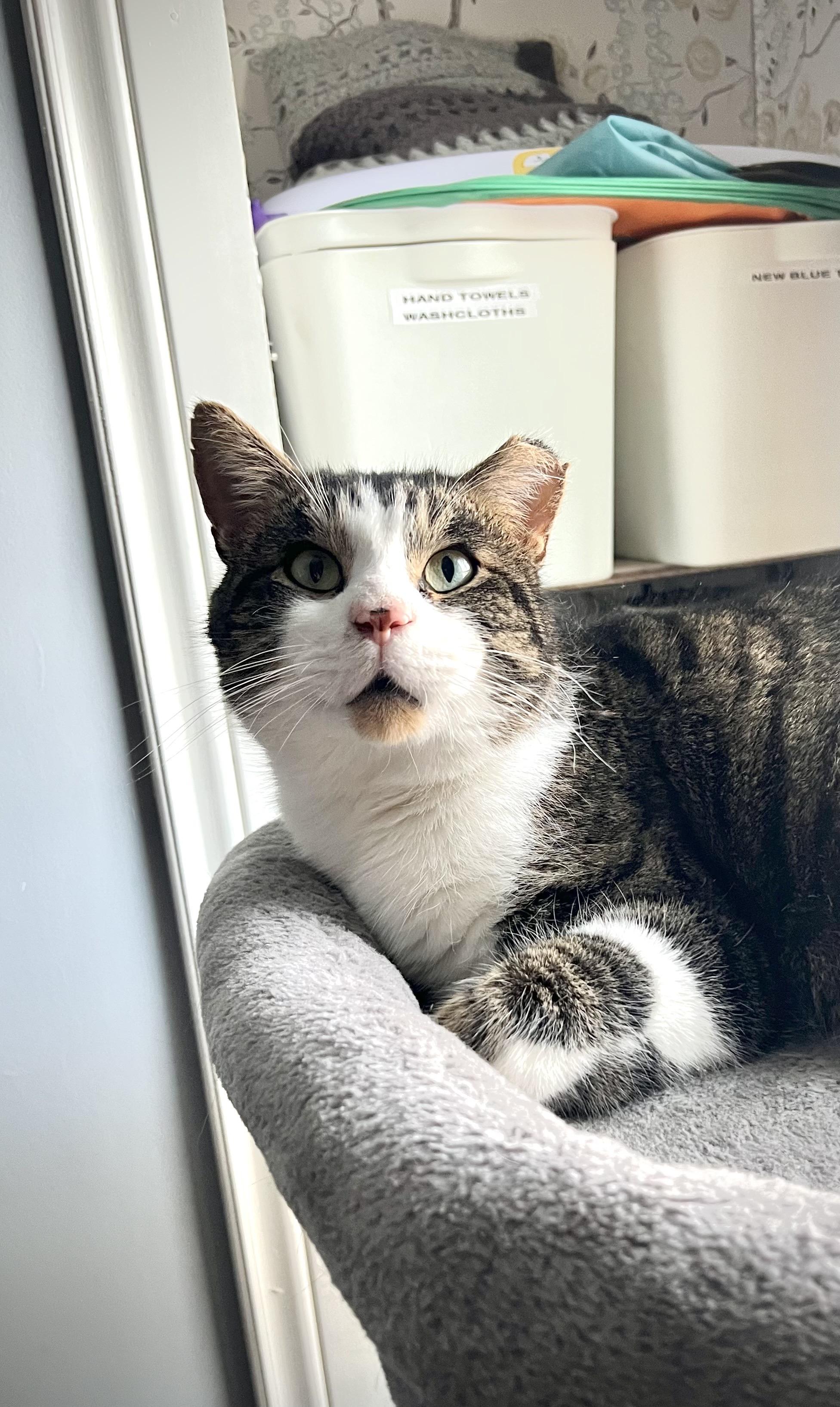 Cat for adoption - Tank, a Domestic Short Hair in South Lyon, MI ...