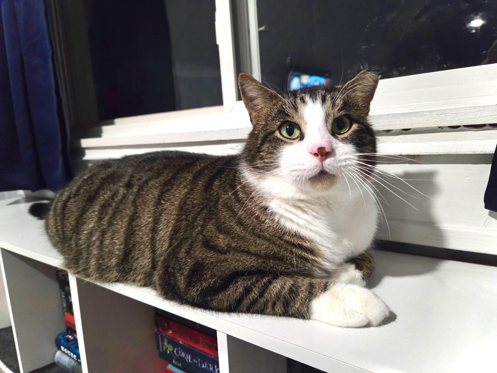 Cat for adoption - Tank, a Domestic Short Hair in South Lyon, MI ...