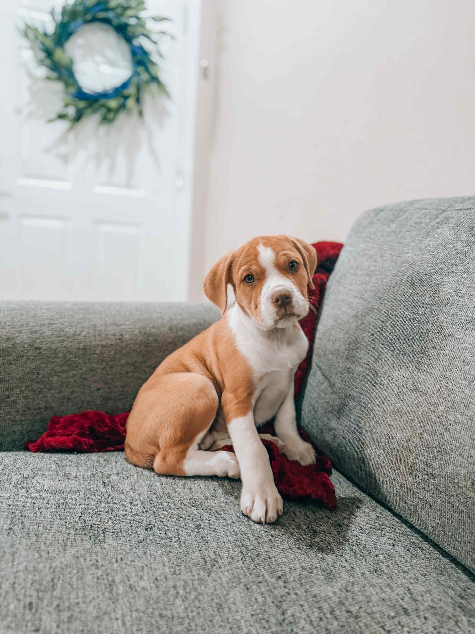 Dog for adoption - Bonita, a Boxer in Goodyear, AZ | Petfinder