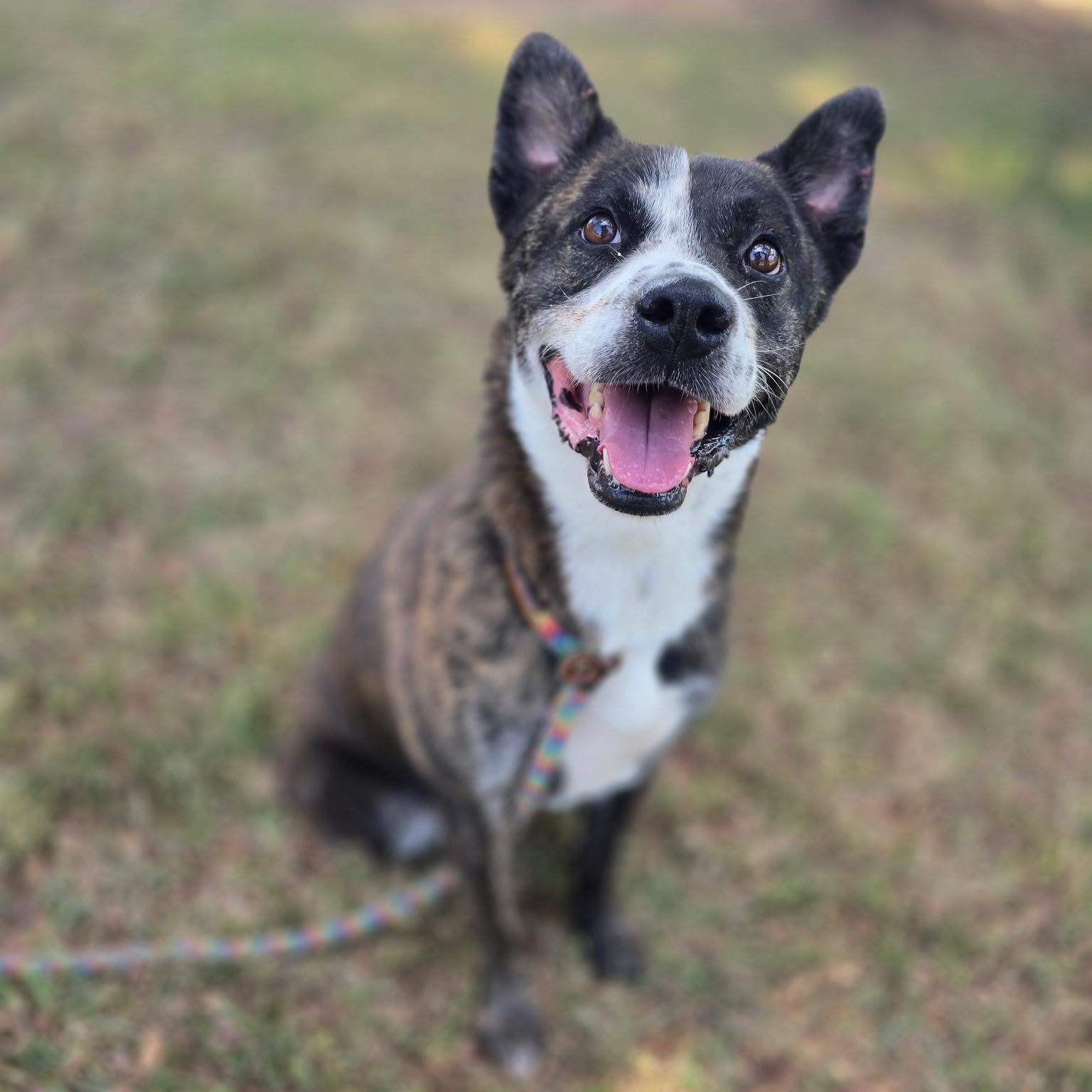 Dog for adoption - Vincent, a Cattle Dog Mix in Springfield, MA | Petfinder