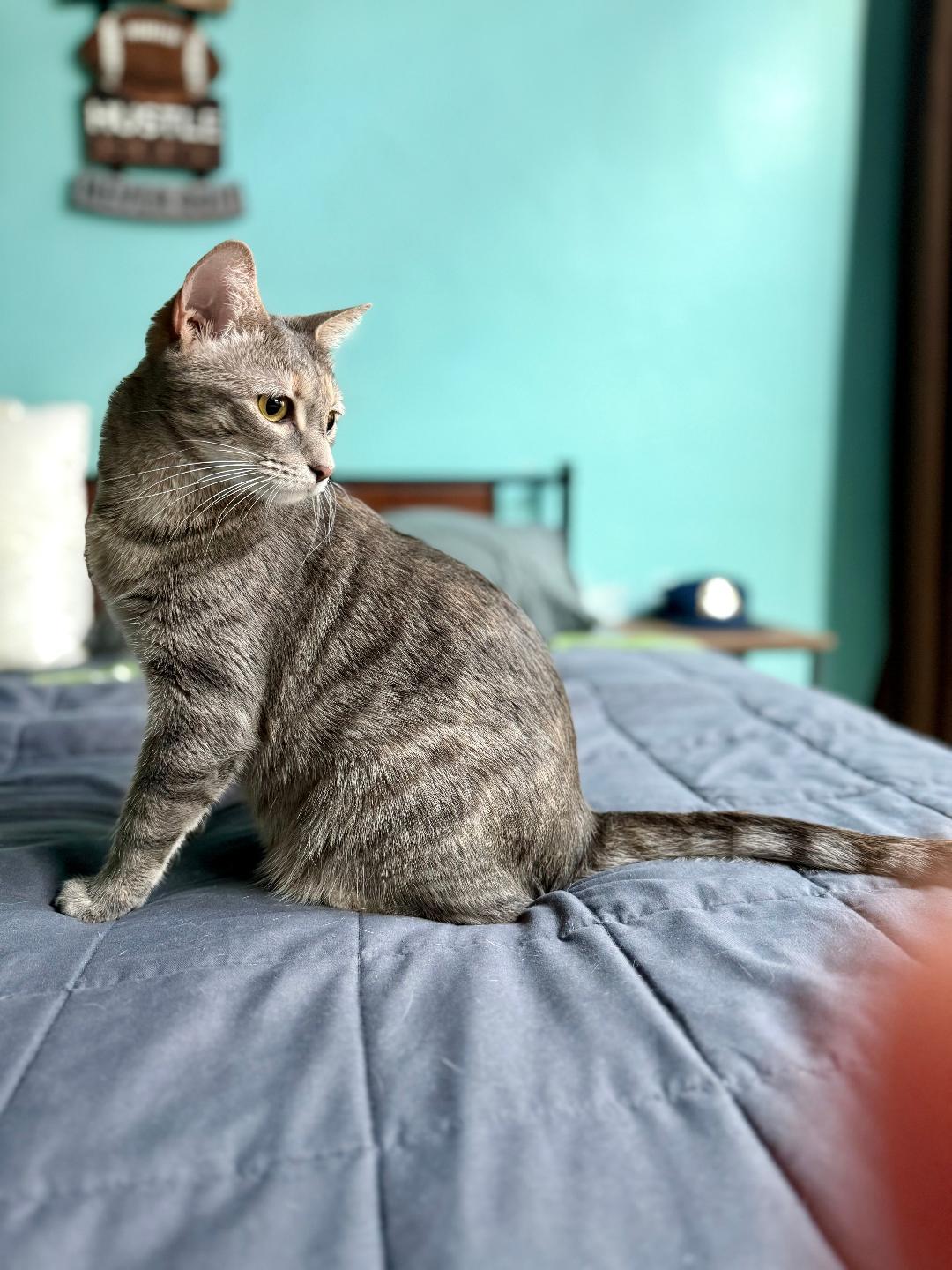 Cat for adoption - Miley - LOCAL, a Domestic Short Hair in North Grosvenordale, CT | Petfinder