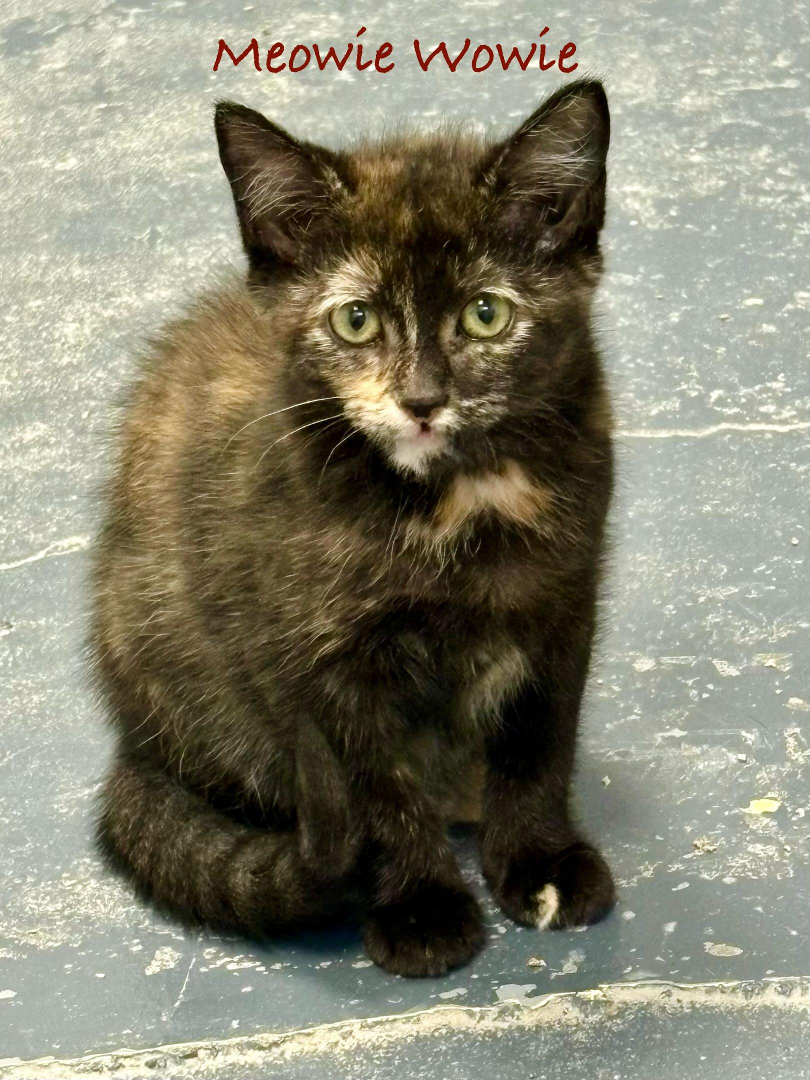 Cat for adoption - Meowie Wowie, a Domestic Medium Hair in Rock Hill ...