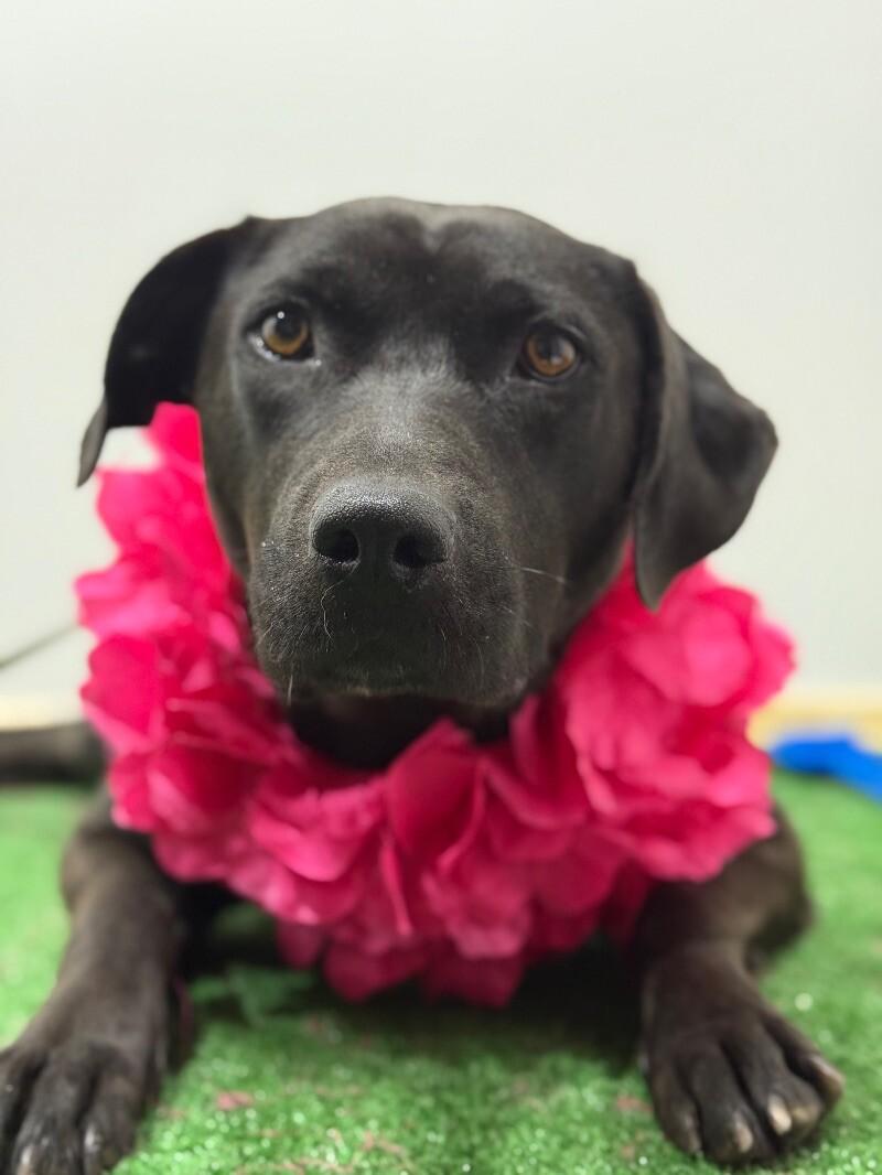 Dog for adoption - Denver, a Labrador Retriever Mix in Sparks, NV ...