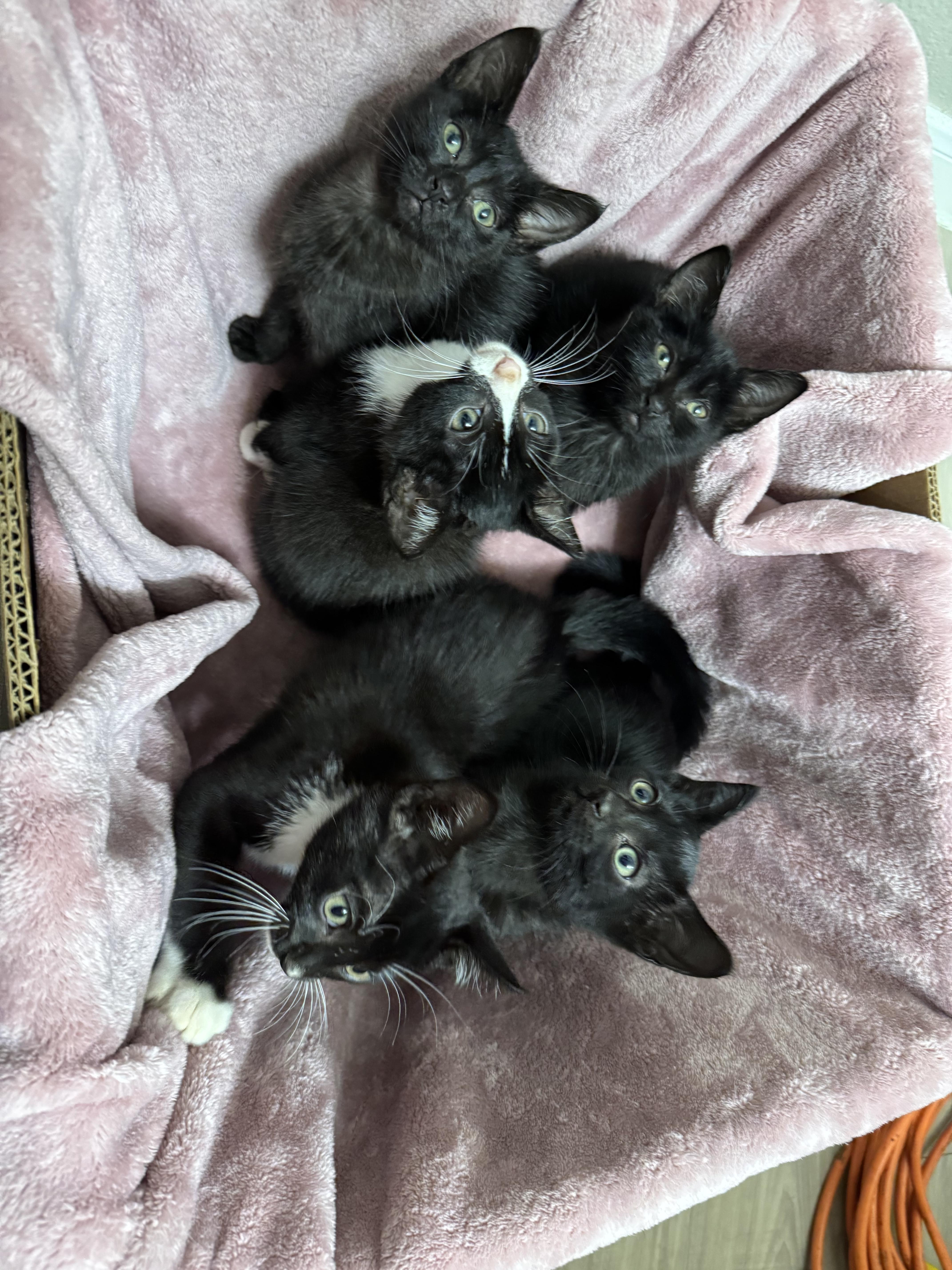 Cat for adoption - Poppy, a Domestic Medium Hair Mix in Springfield, IL ...