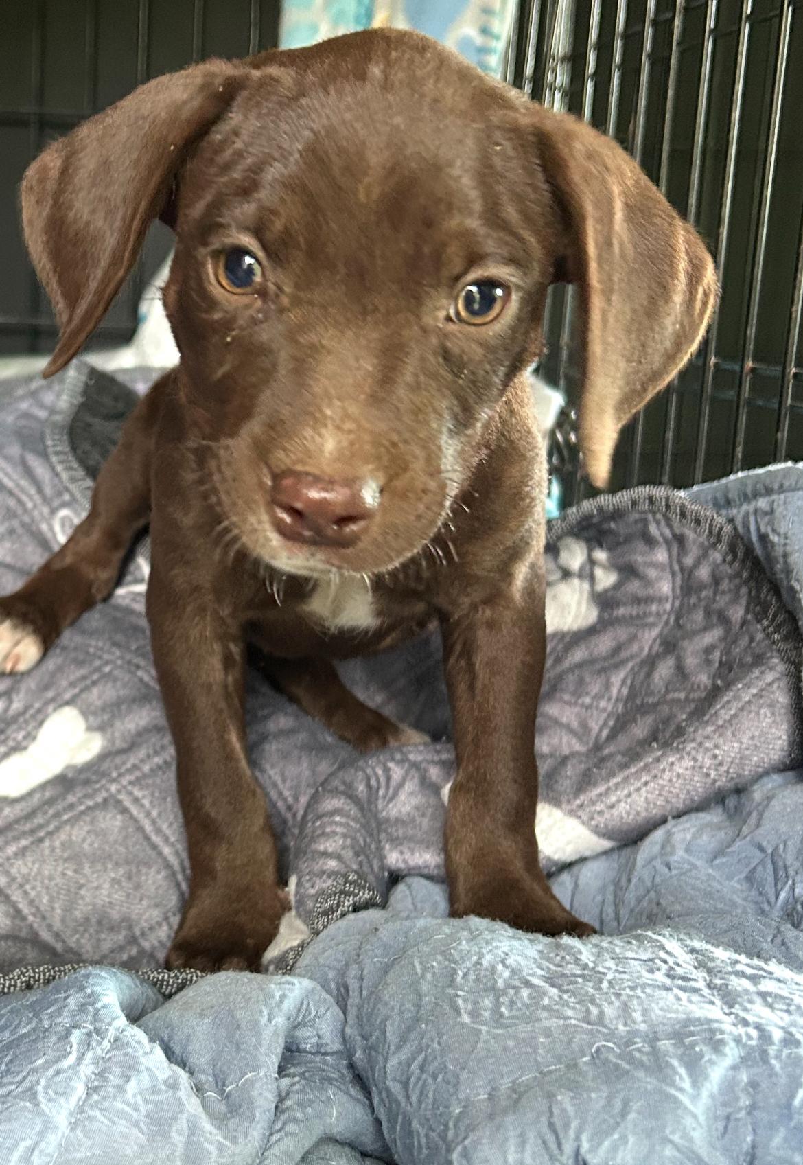 Dog for adoption - Sarah, a Chocolate Labrador Retriever & German Shorthaired Pointer Mix in ...