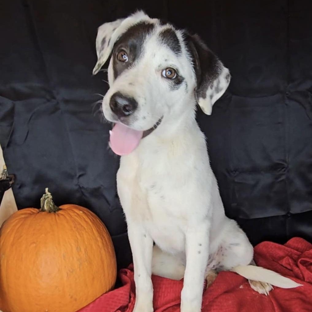 Dog for adoption - Phoebe, a Retriever & Border Collie Mix in ...