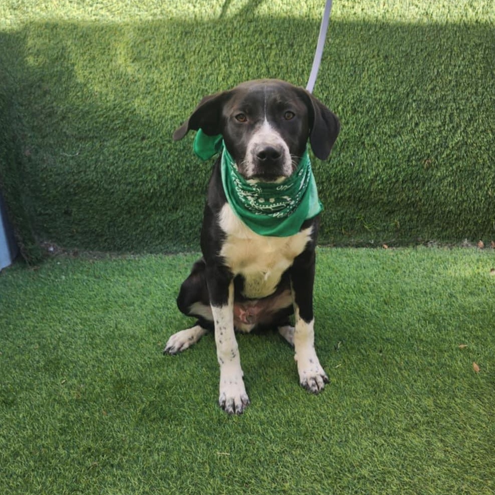 Dog for adoption - Oreo, a Border Collie Mix in Lancaster, PA | Petfinder