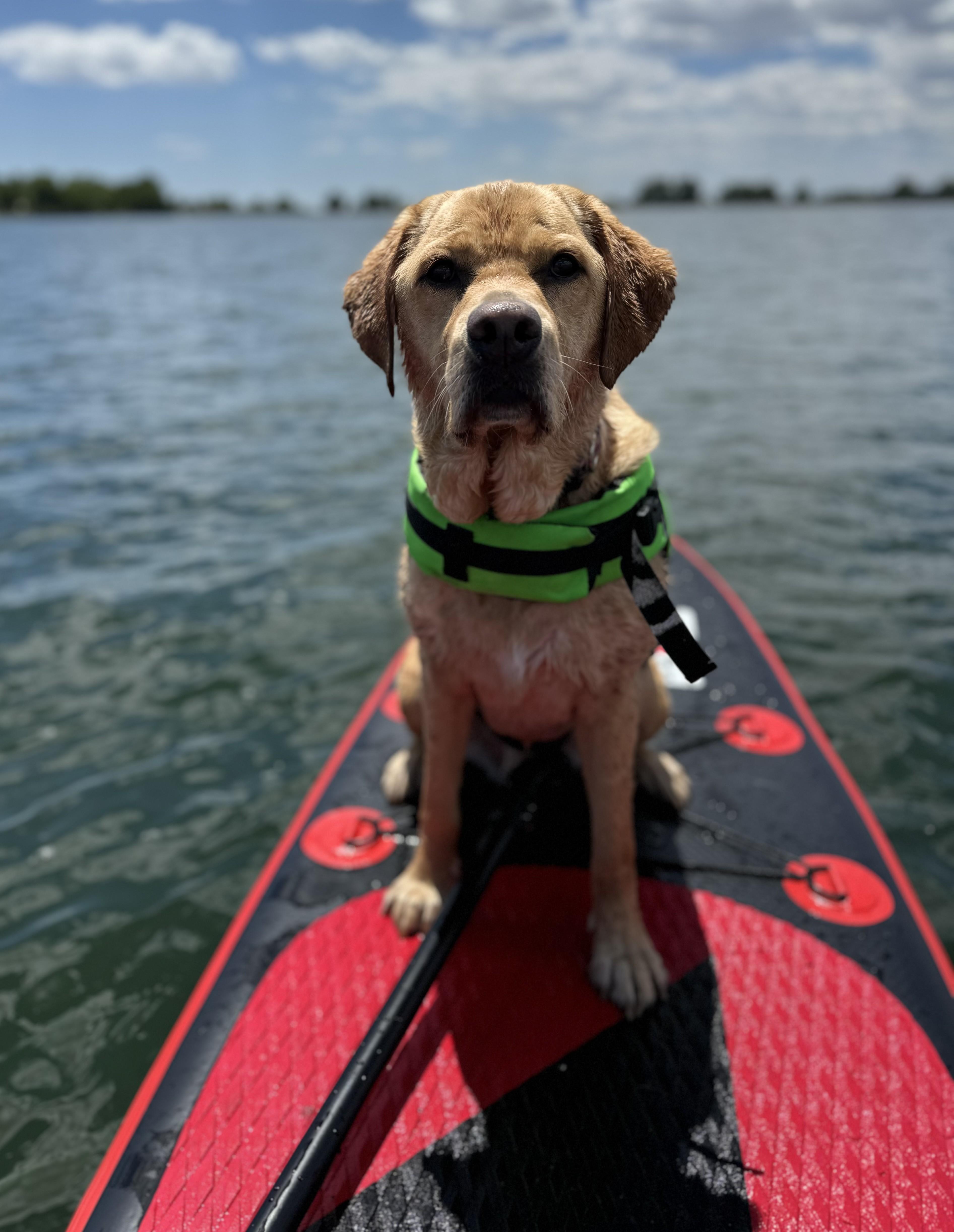 Dog for adoption - Zoe, a Labrador Retriever in Golden, CO | Petfinder