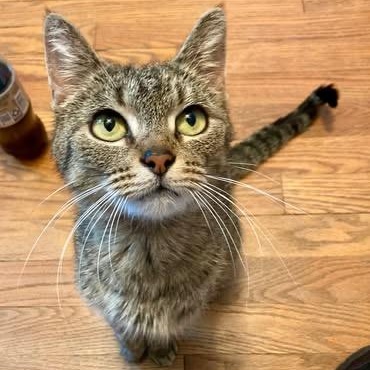 Cat for adoption - Georgia, a Tabby in Grand Rapids, MI | Petfinder