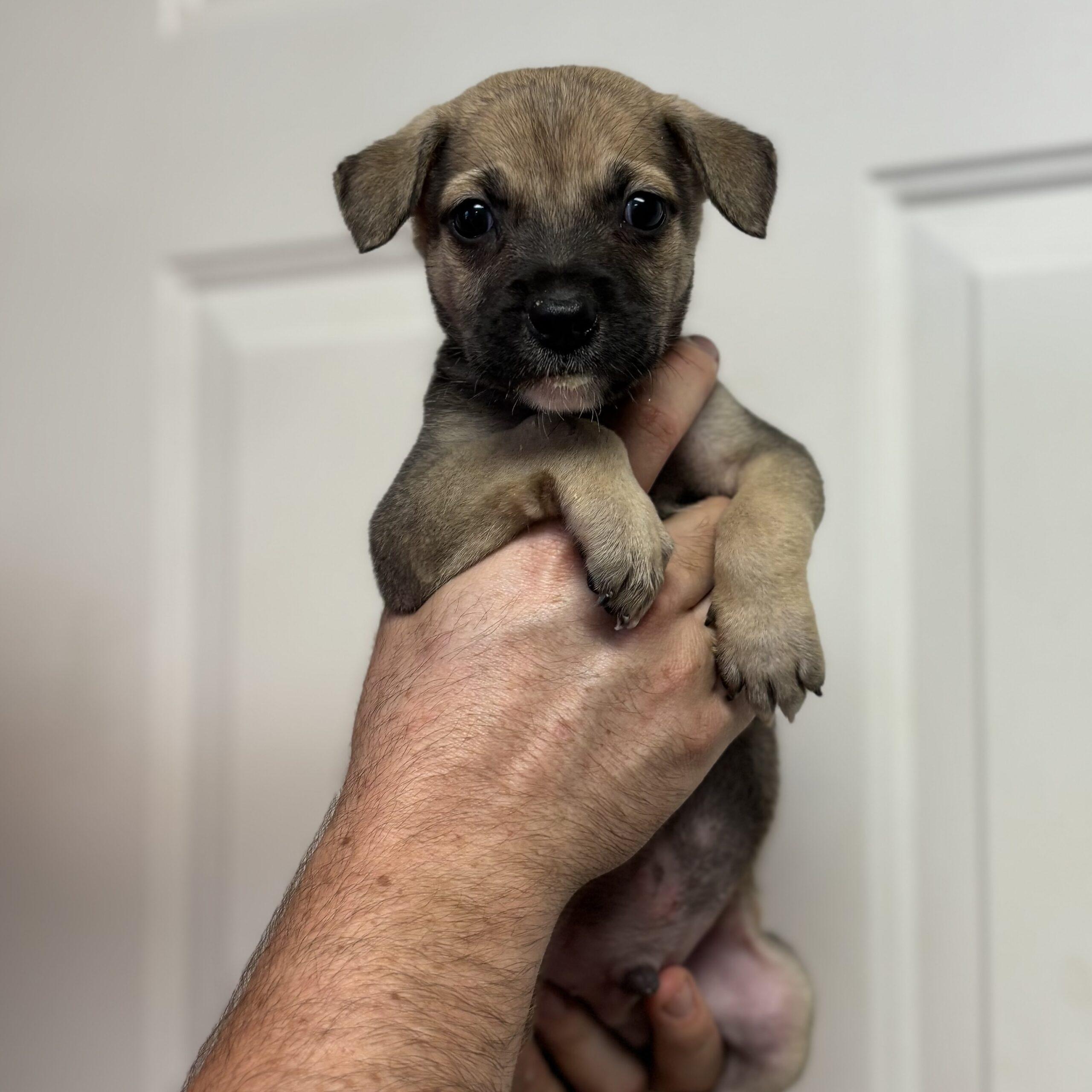 Dog for adoption - Finlay, a Carolina Dog Mix in Northwood, NH | Petfinder