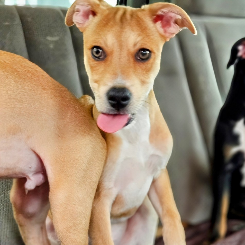 Dog for adoption - Camdyn, a Terrier Mix in Harrisburg, PA | Petfinder