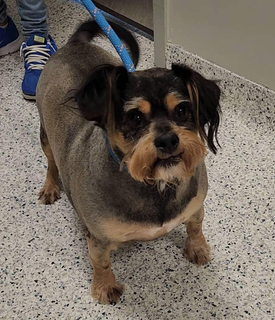 Dog for adoption - Scuttle, a Yorkshire Terrier Mix in Frankfort, KY ...