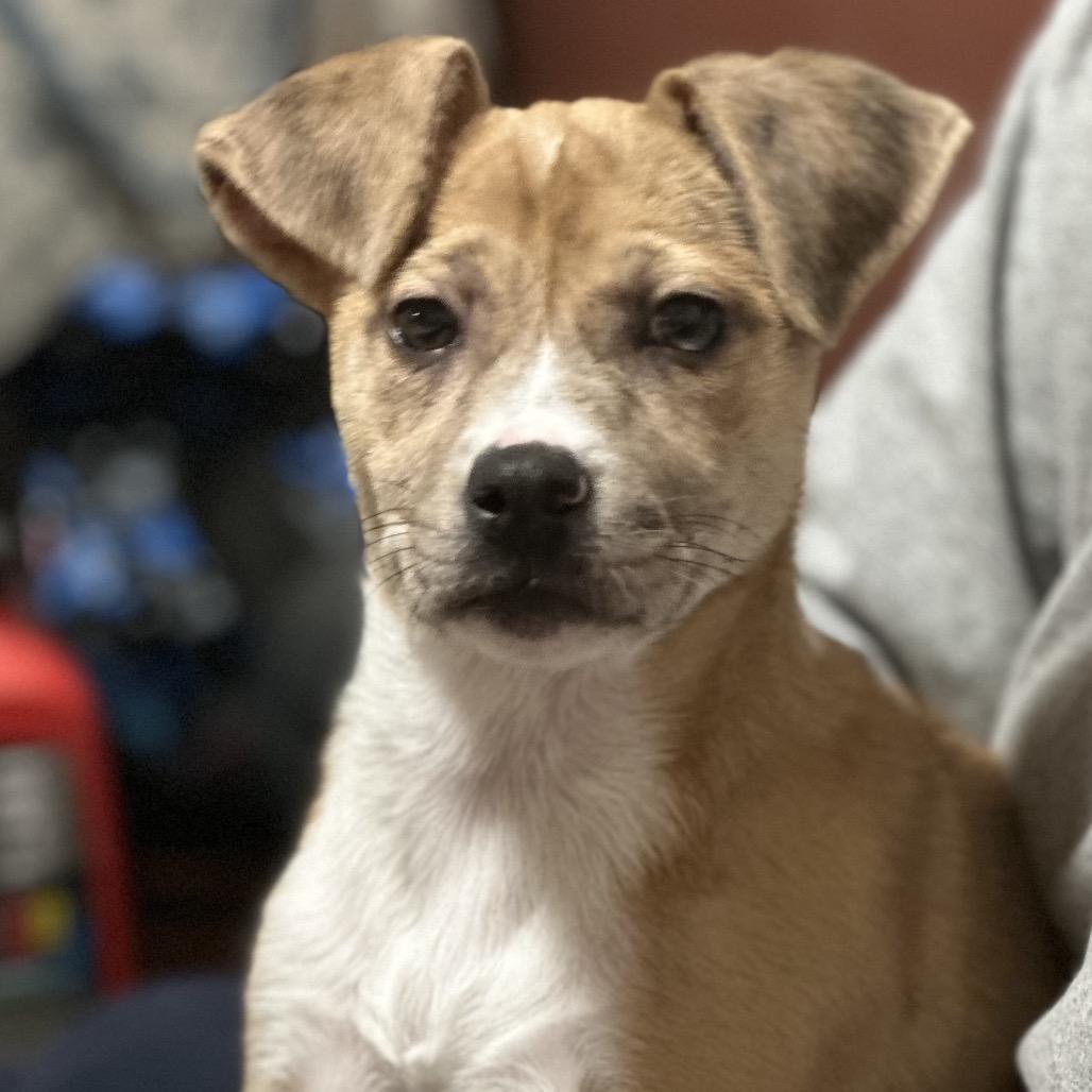 Dog for adoption - Aurora, a Mixed Breed in Eau Claire, WI | Petfinder