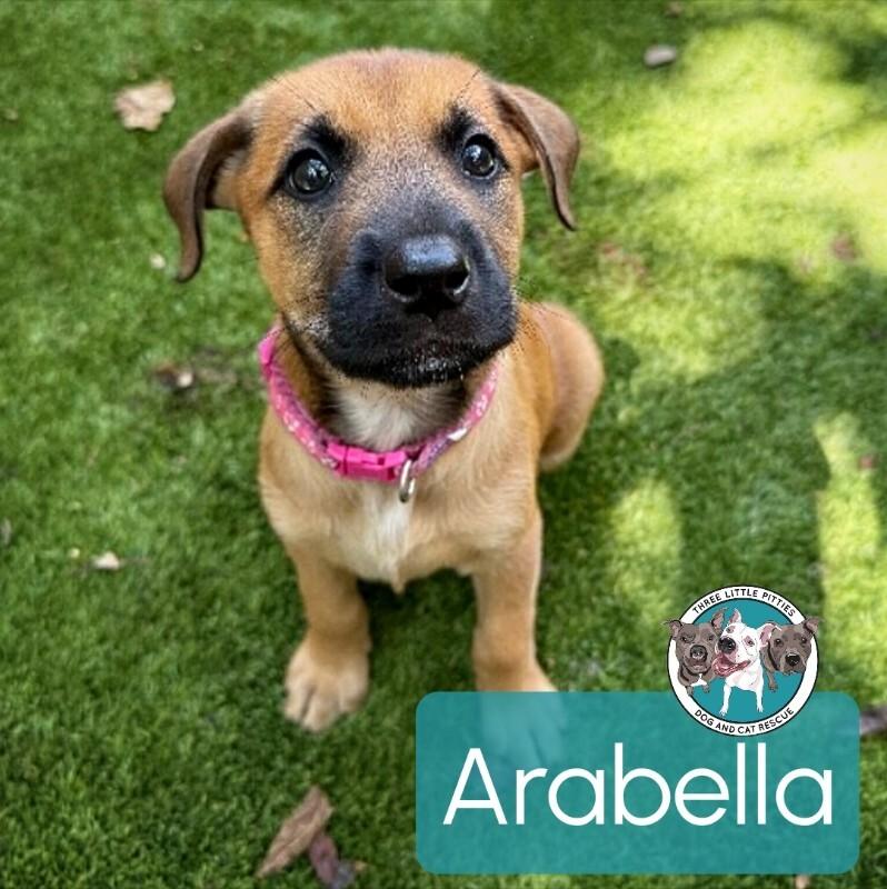 Dog for adoption - Arabella Hatch, a German Shepherd Dog & Labrador ...