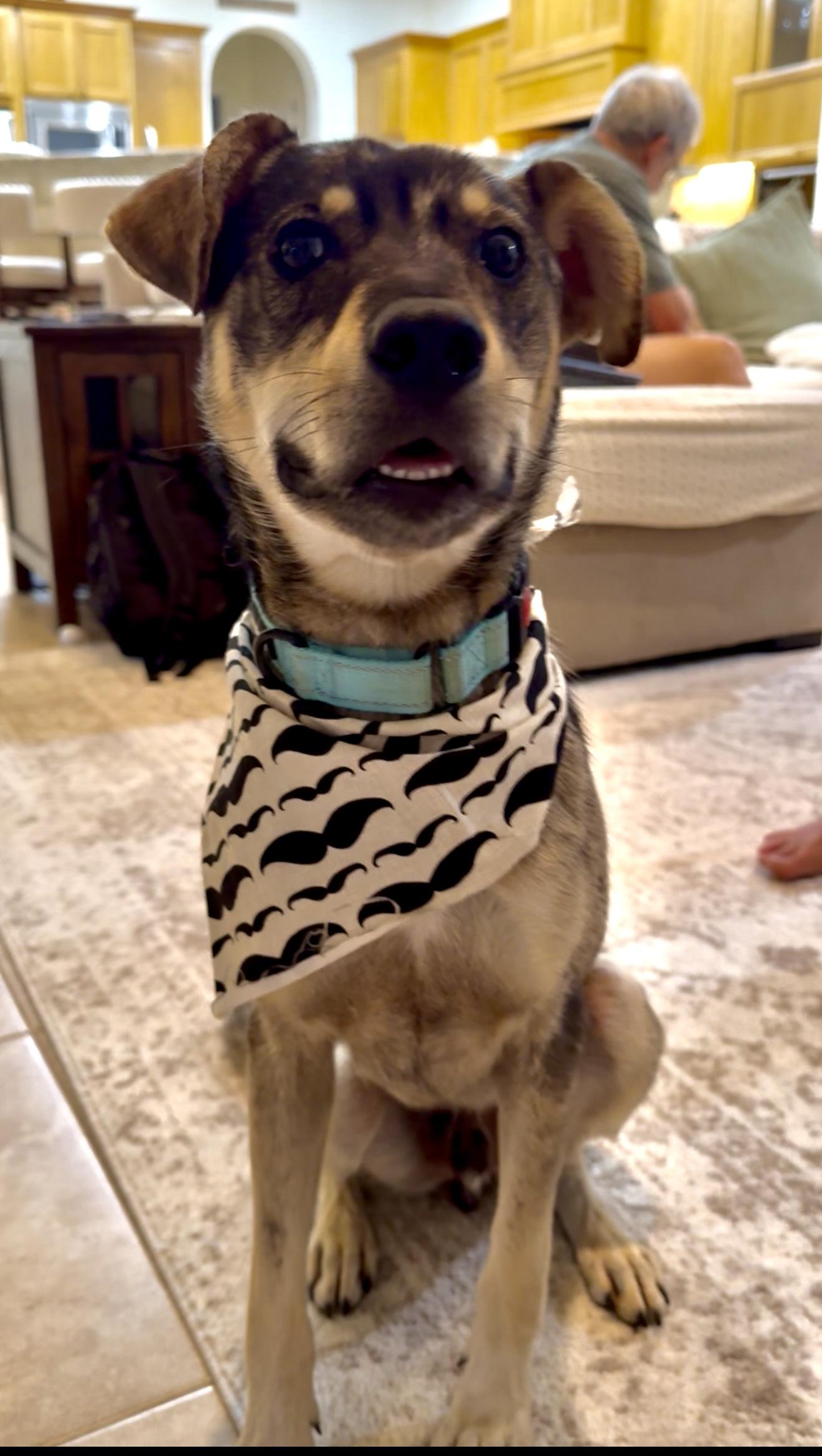 Dog for adoption - Alfie, a Catahoula Leopard Dog & Australian Cattle ...