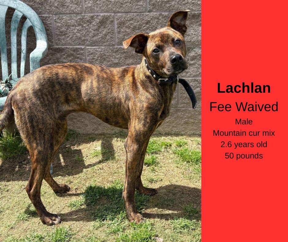 Dog for adoption - Lachlan, a Mountain Cur Mix in Decatur, AL | Petfinder