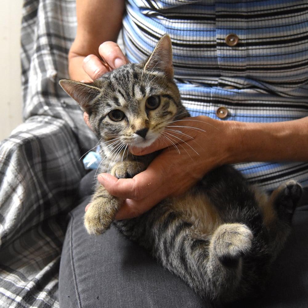 Cat for adoption - Daisy, Jim Dandy and Amulet, an American Shorthair ...