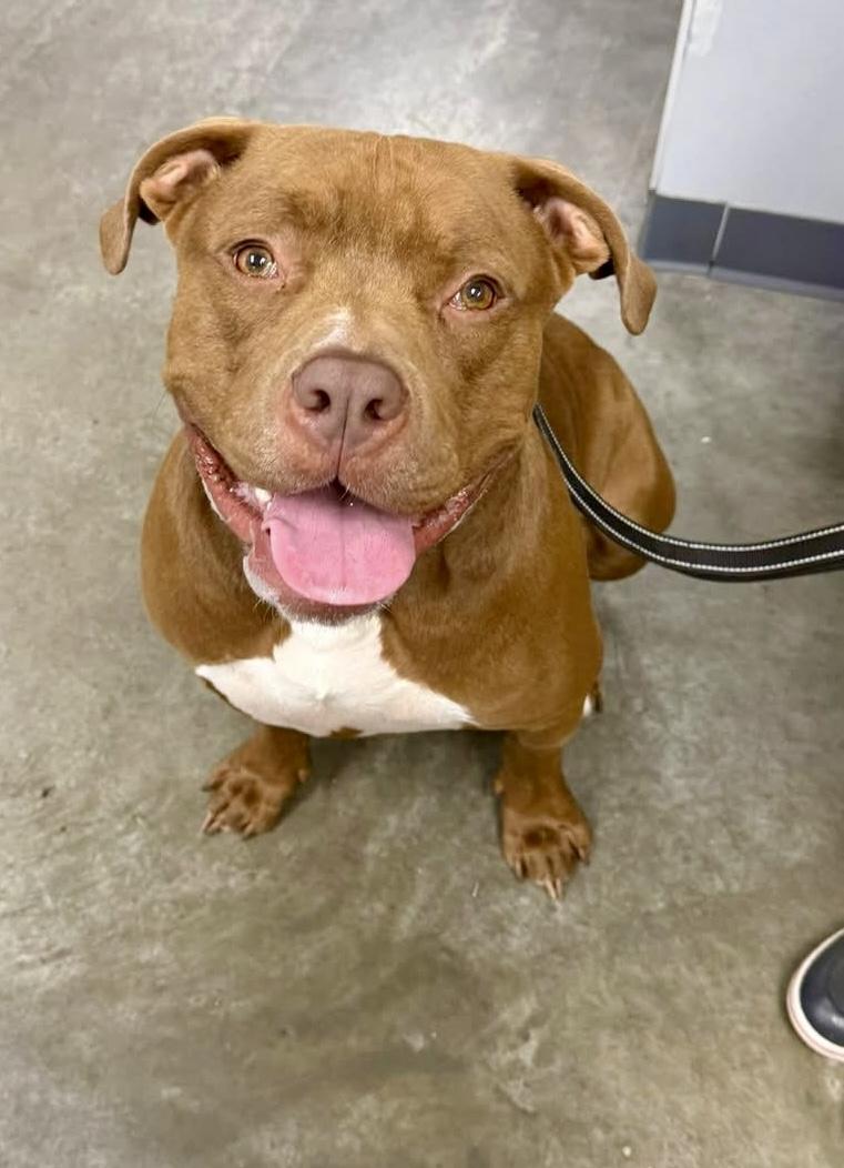 Dog for adoption - Simba, a Dogue de Bordeaux & American Bully Mix in ...