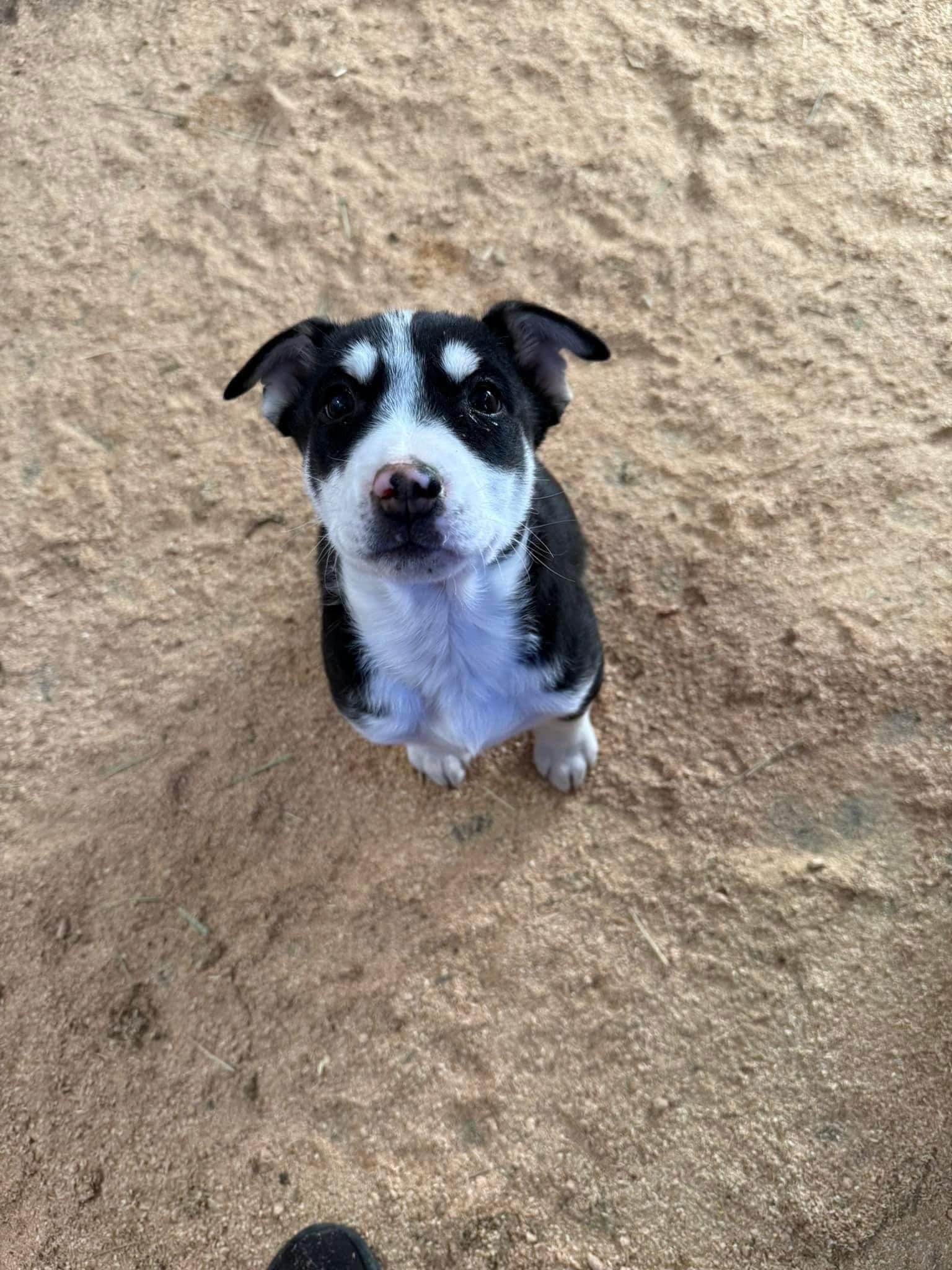 Adoptions – Humane Society of the Ochocos