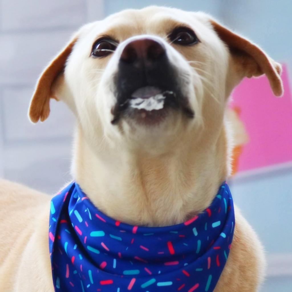 Dog for adoption - Barry Hubris JuM, a Yellow Labrador Retriever ...