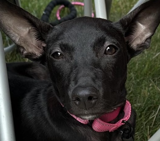 Dog for adoption - Dory, an Ibizan Hound & Border Collie Mix in Holden ...