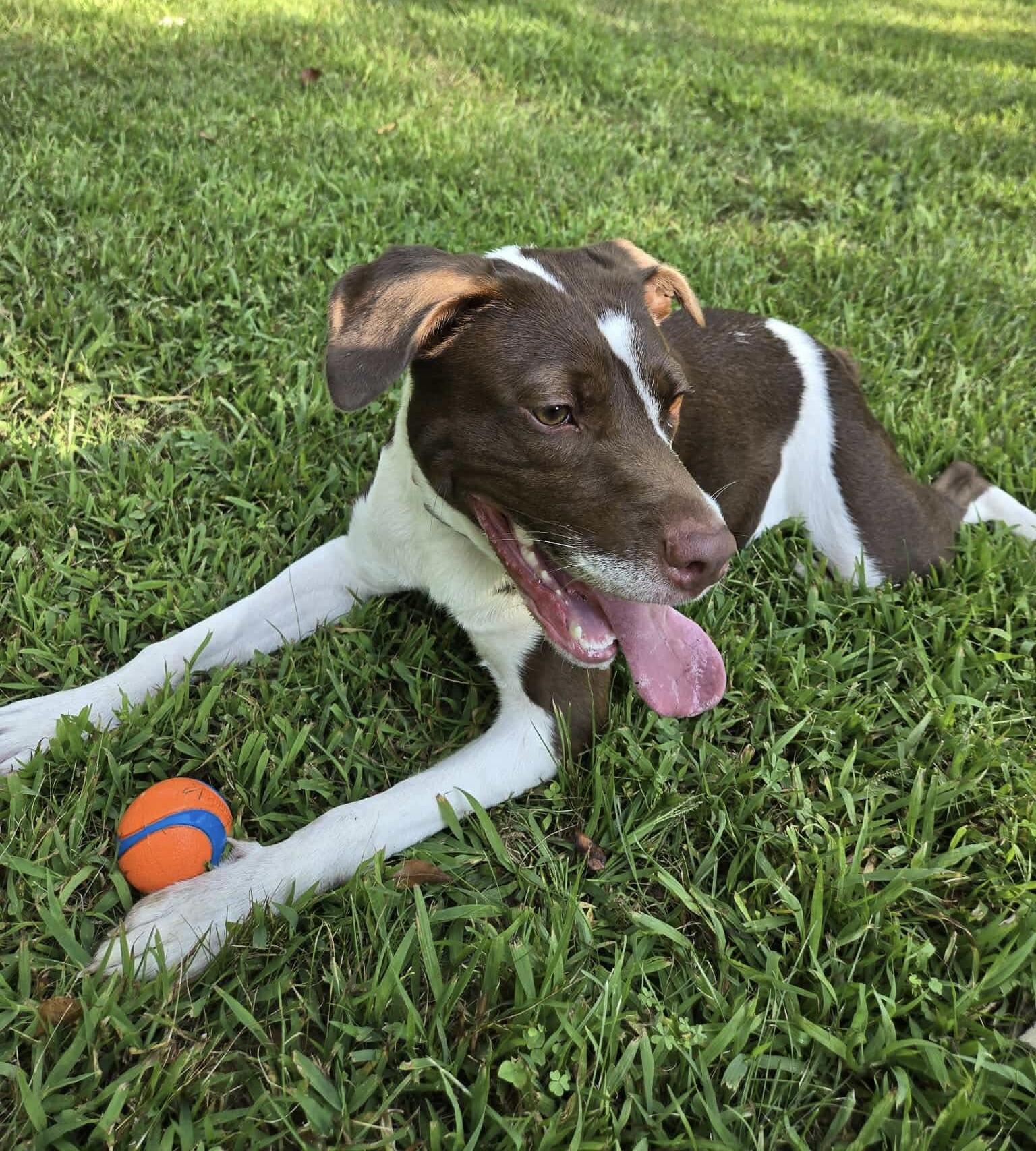 Dog for adoption - Bunny, a Brittany Spaniel & Labrador Retriever Mix ...