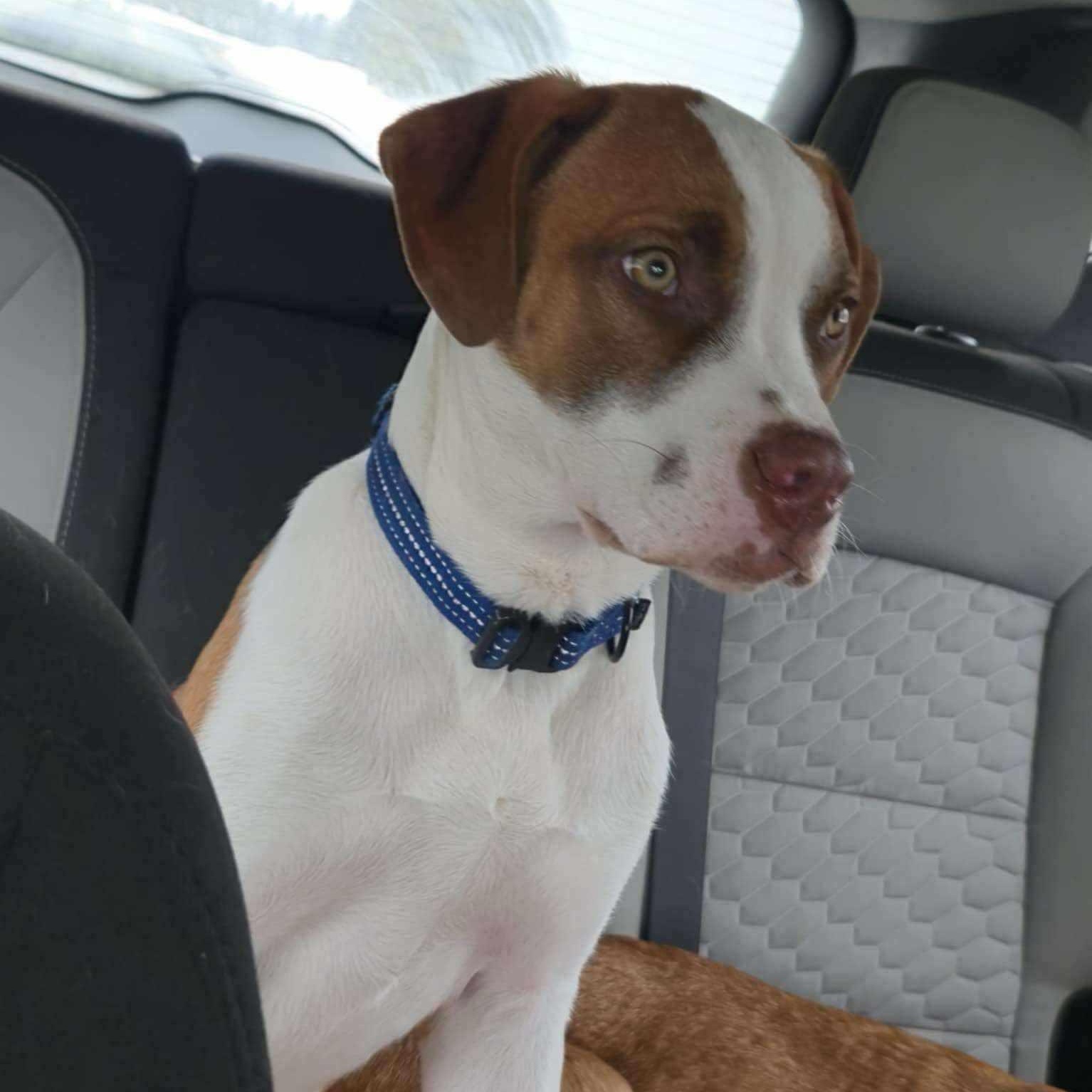 Dog for adoption - Remy, a Cane Corso & American Bully Mix in Woodstock ...